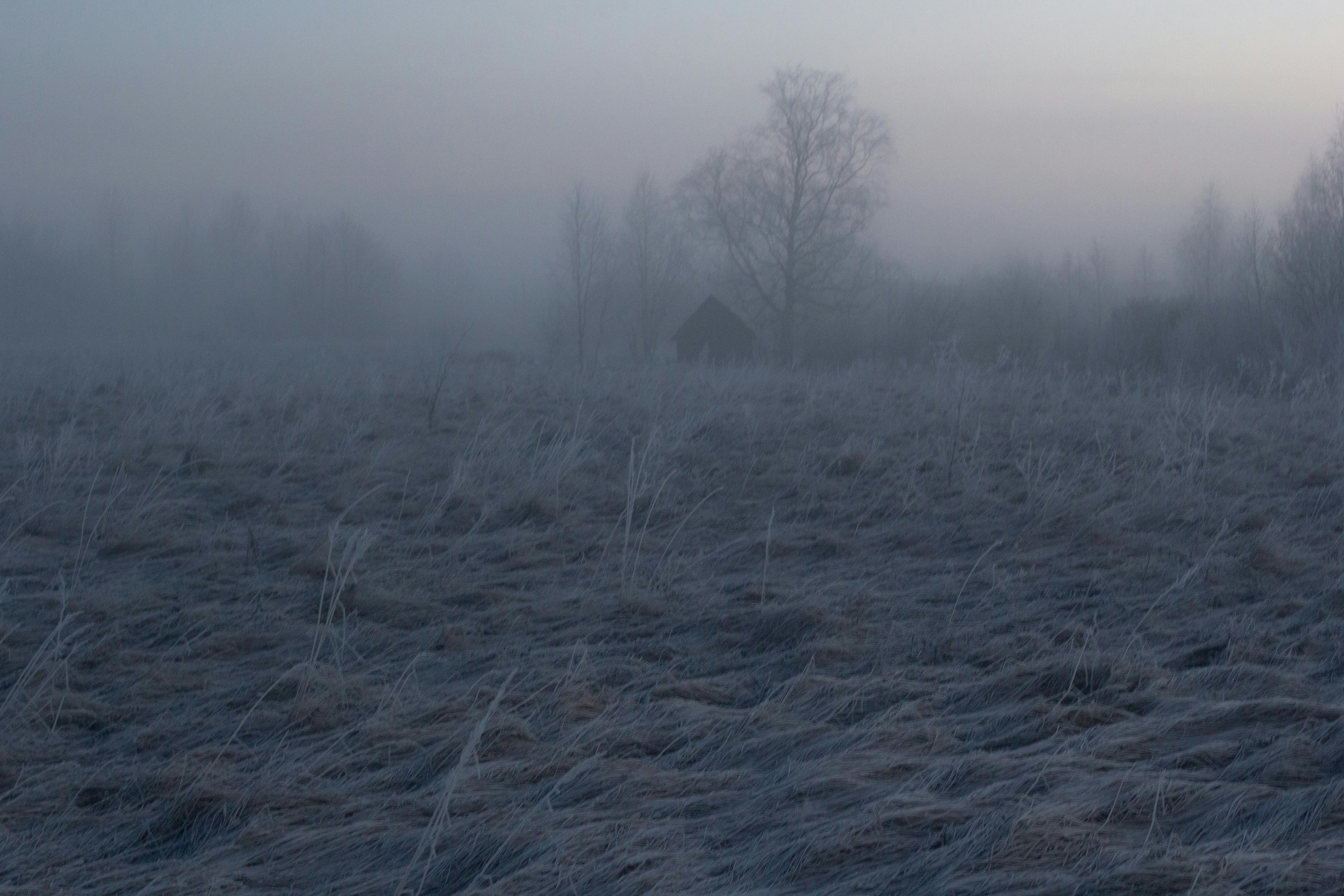 Foggy Winter Field · Free Stock Photo
