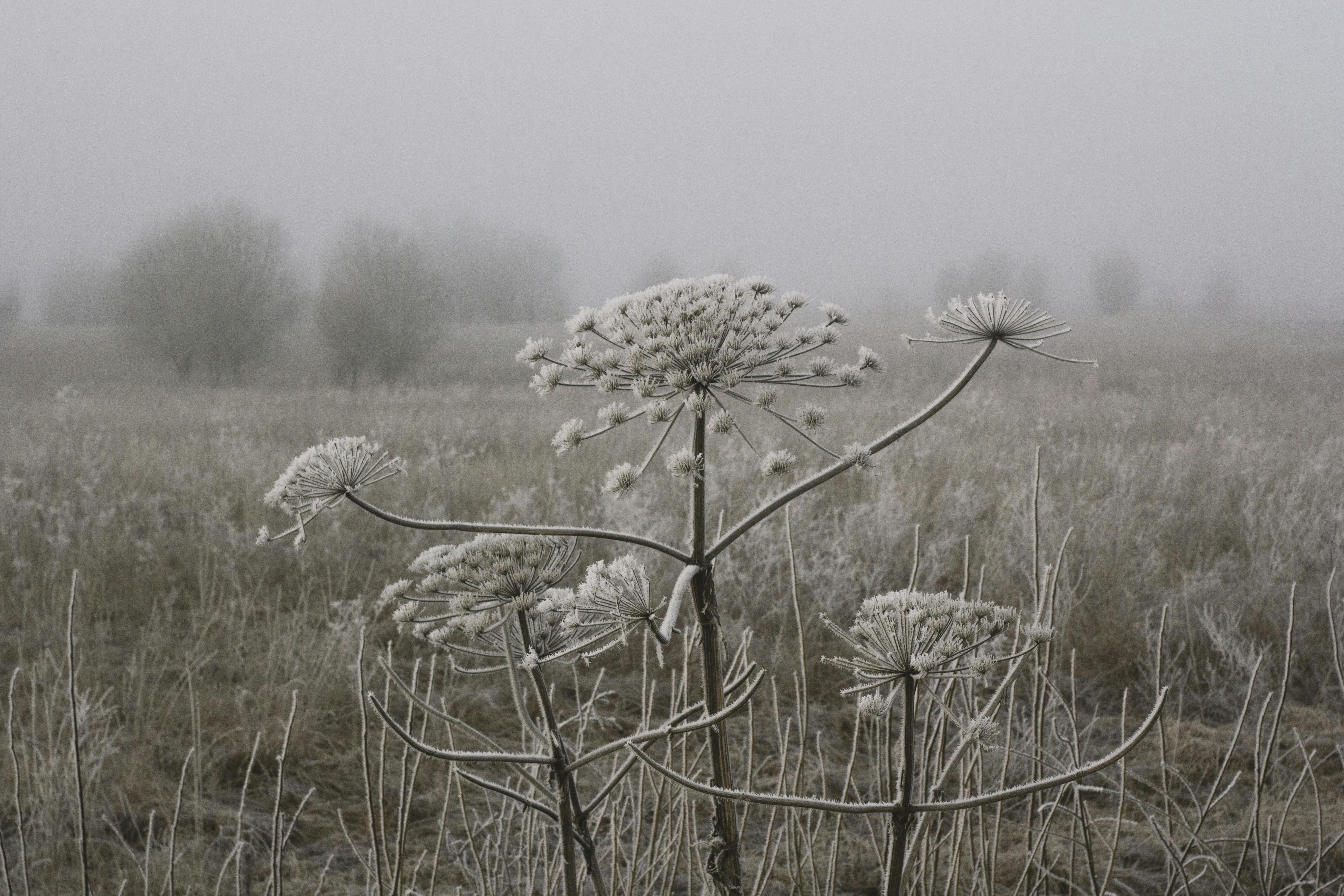 Frost on a Weed in a Fog Covered Field · Free Stock Photo