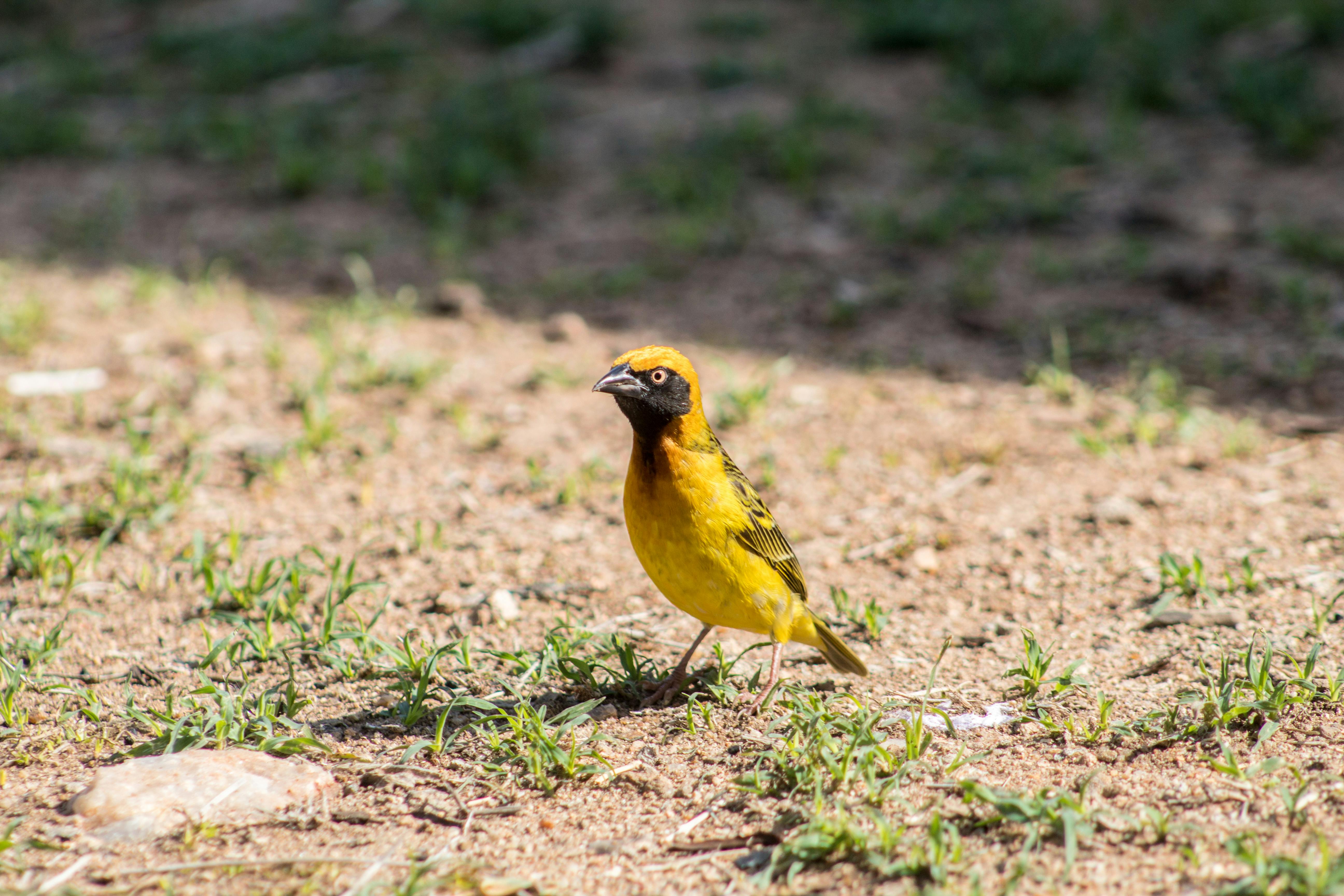 Photo Of A Bird · Free Stock Photo