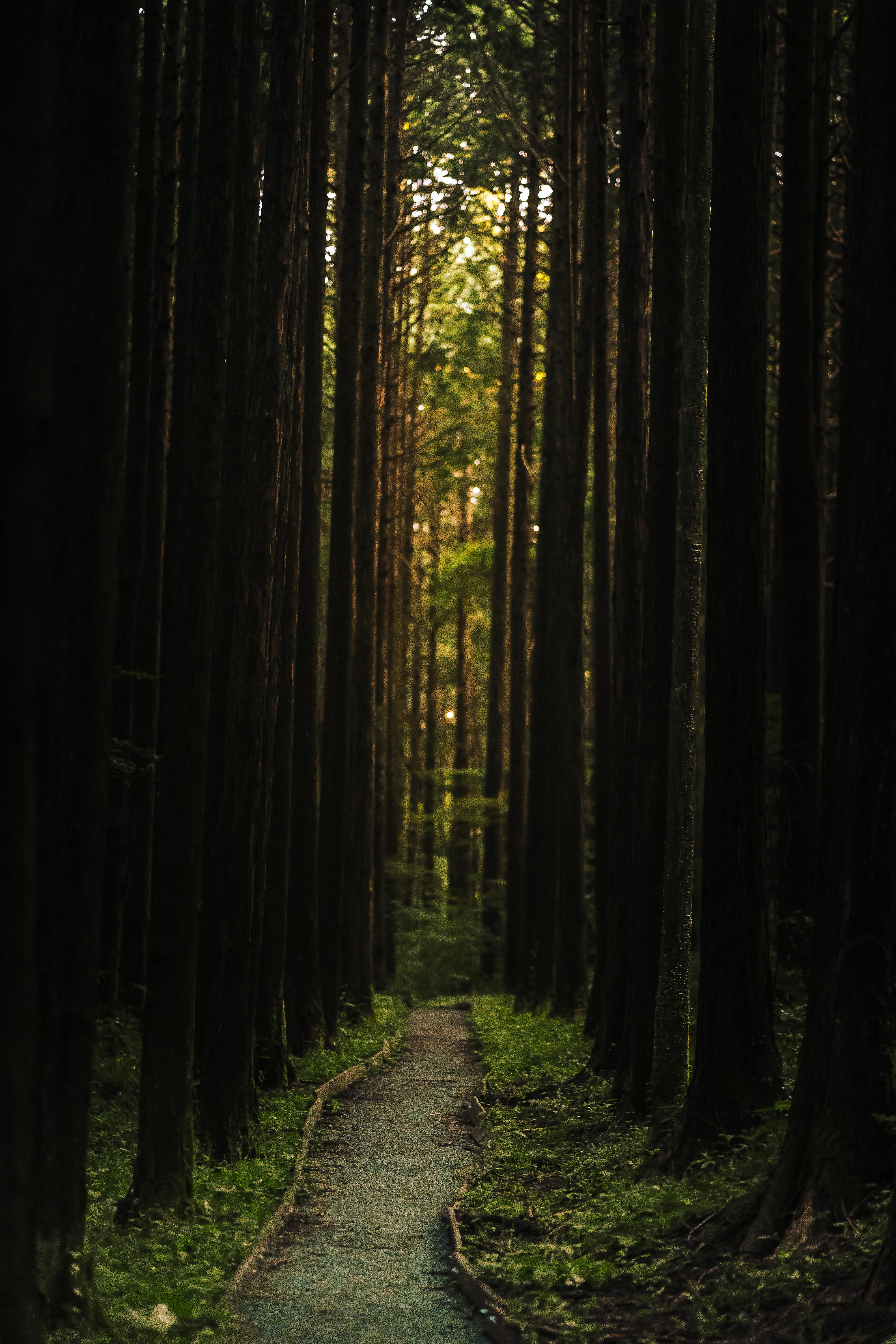 Pathway in Between Trees · Free Stock Photo