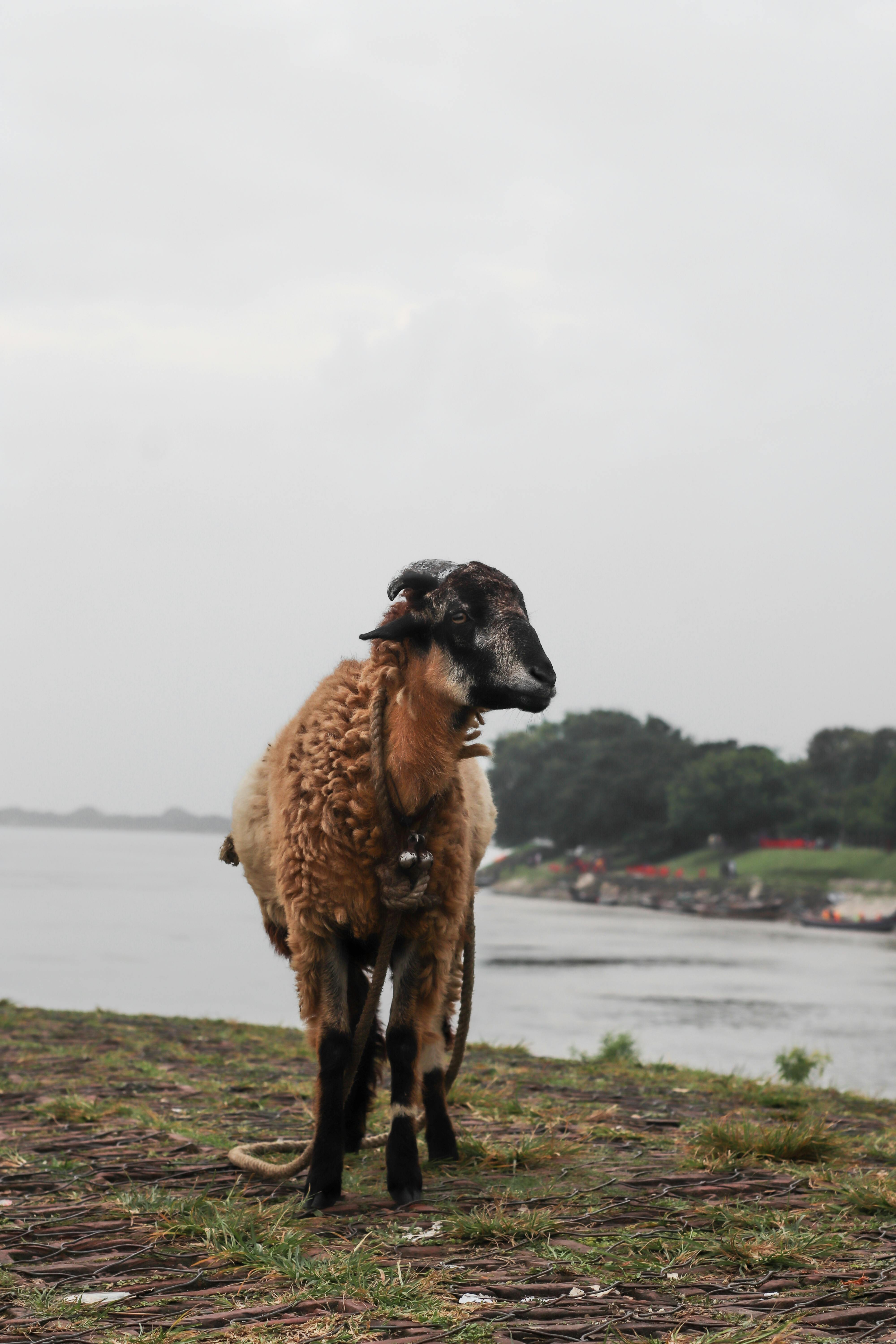 Man Carrying a Lamb · Free Stock Photo