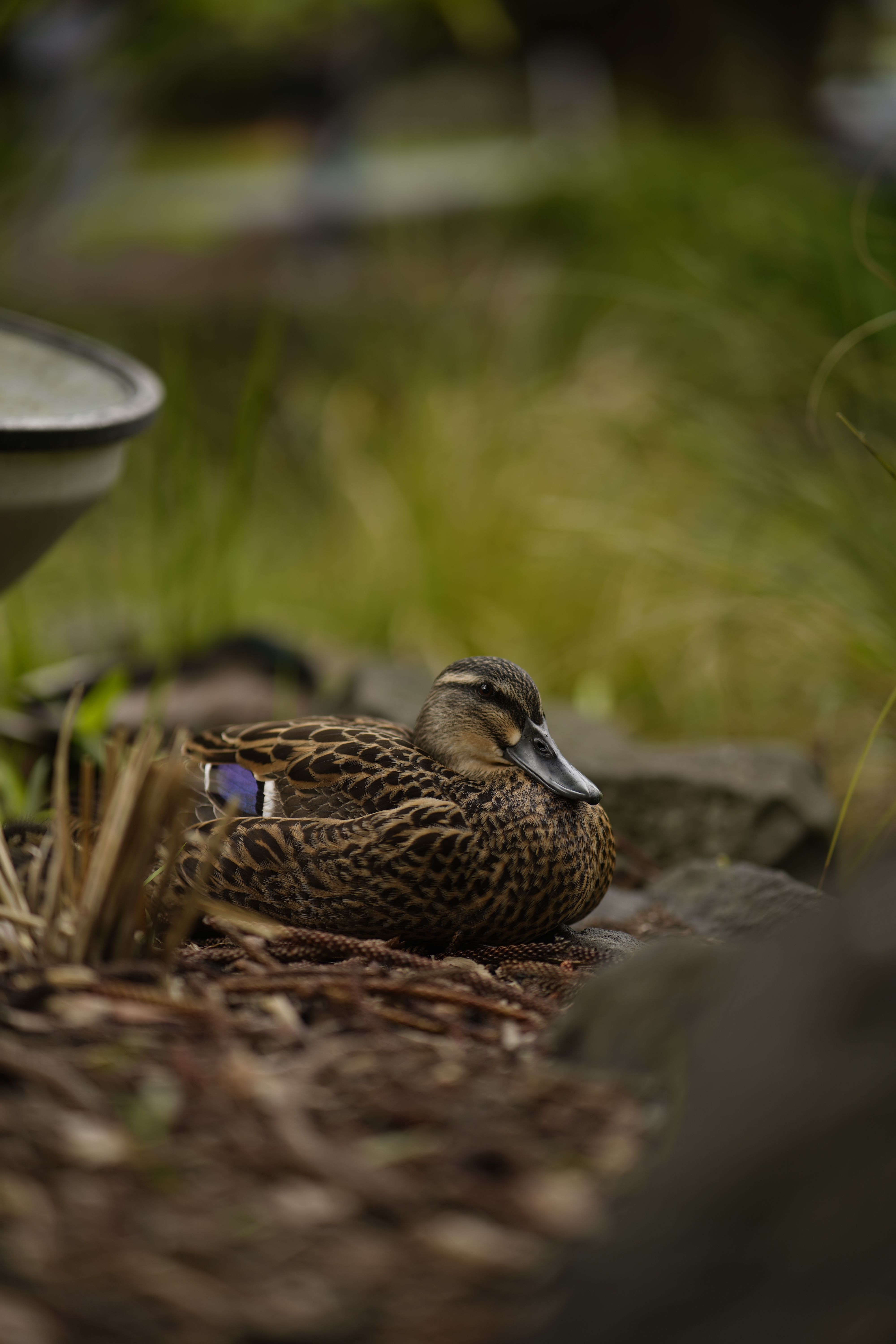 Photo of a Duck · Free Stock Photo