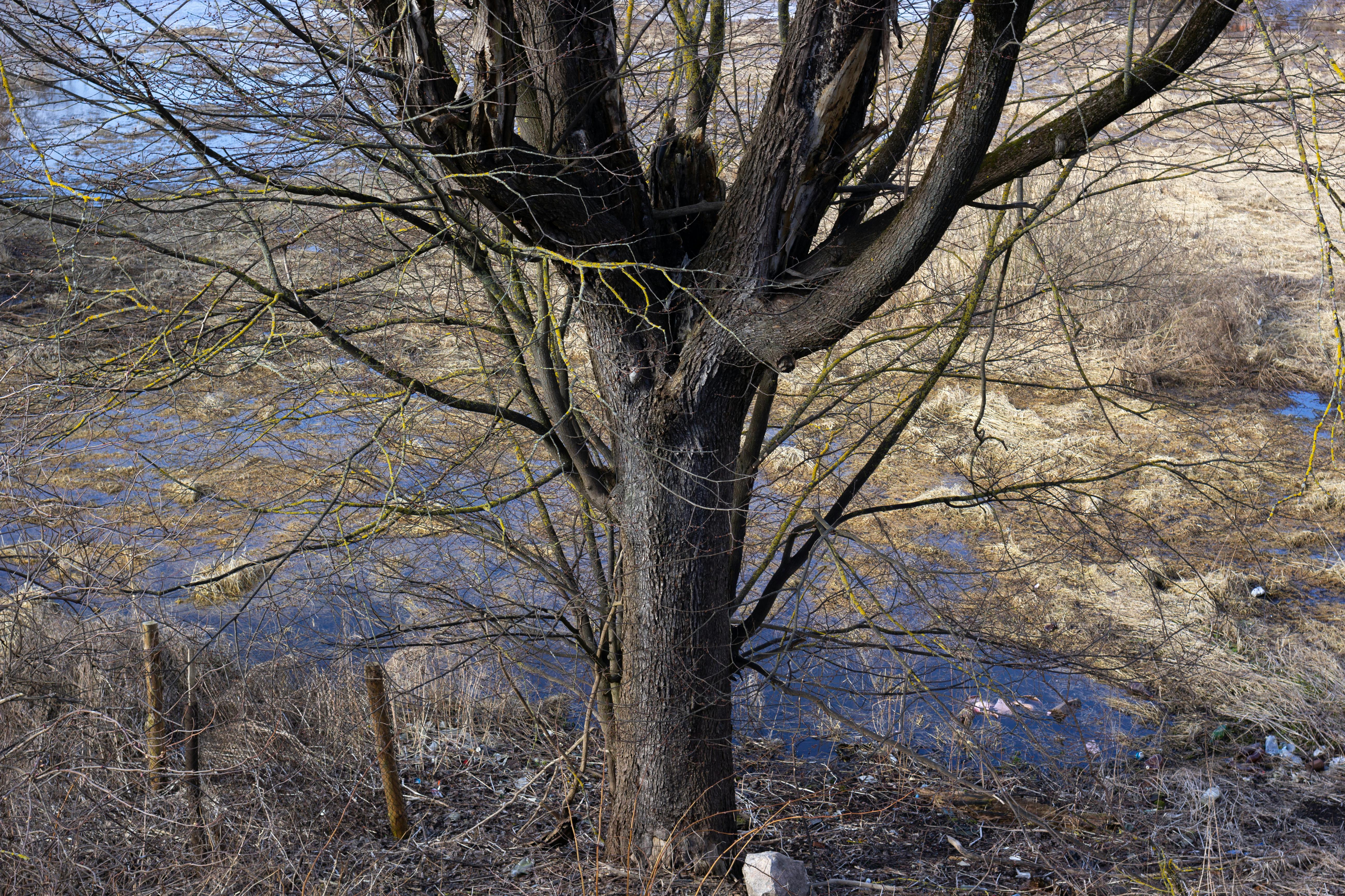 Bare Tree on a Marsh · Free Stock Photo