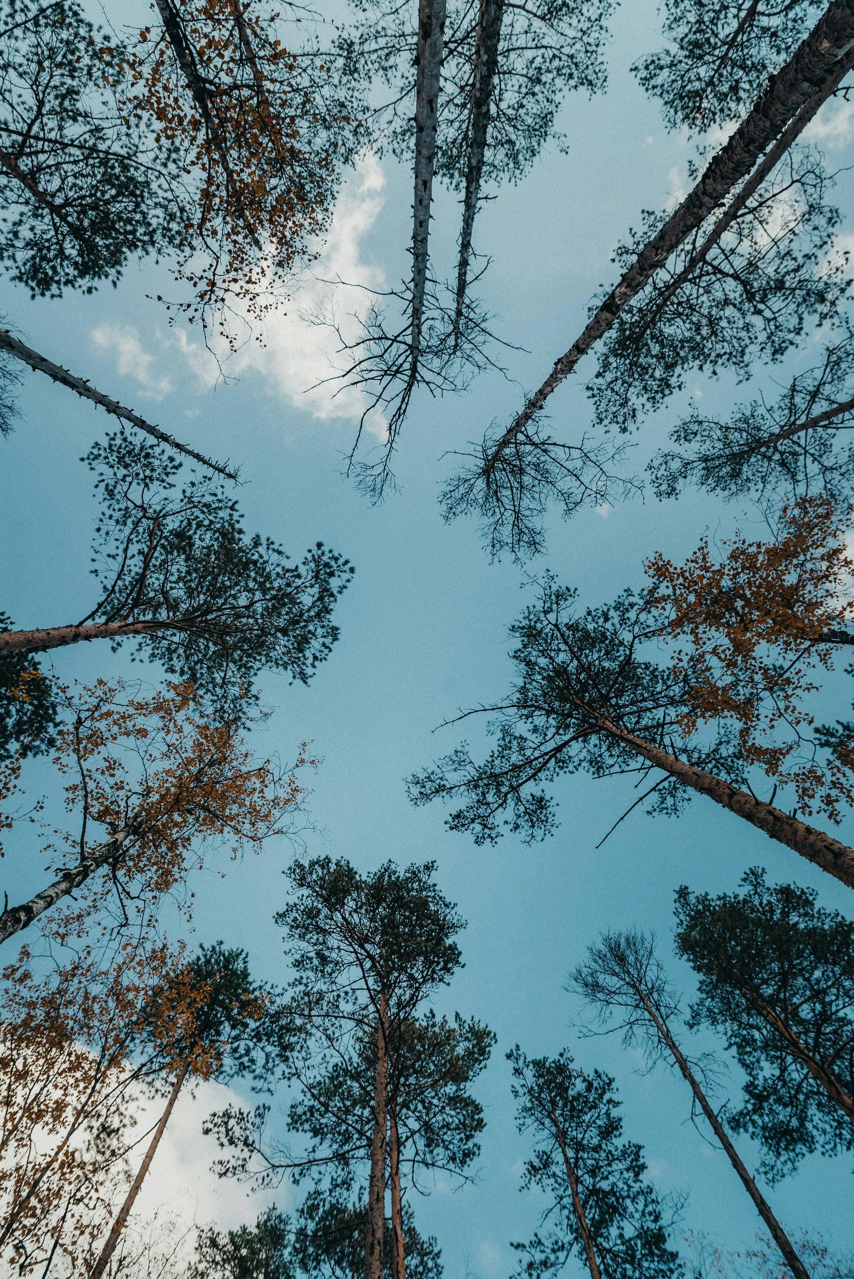 Low Angle Shot of Forest Trees · Free Stock Photo