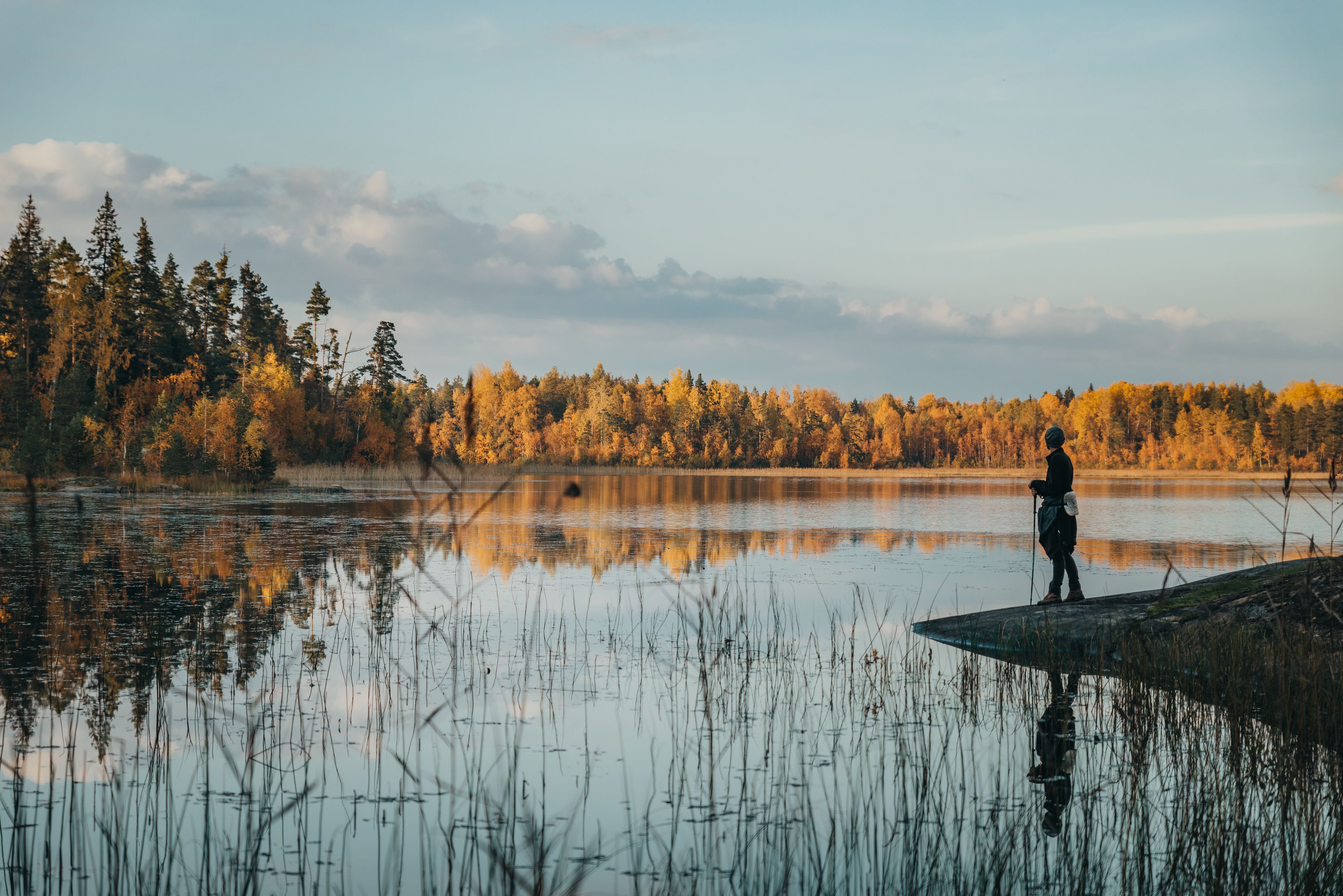 Trees by the Lakeside · Free Stock Photo
