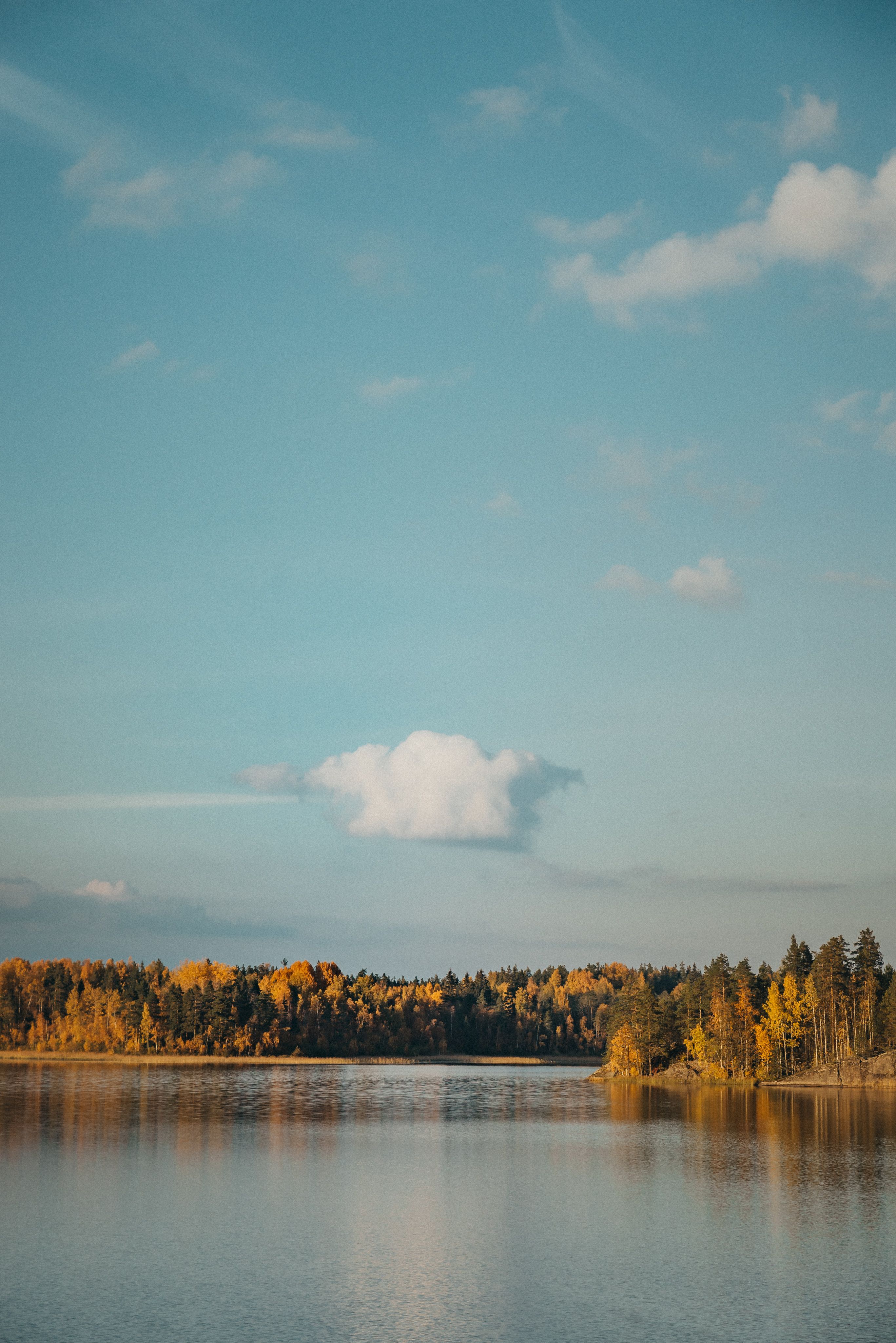 Trees by the Lakeside · Free Stock Photo