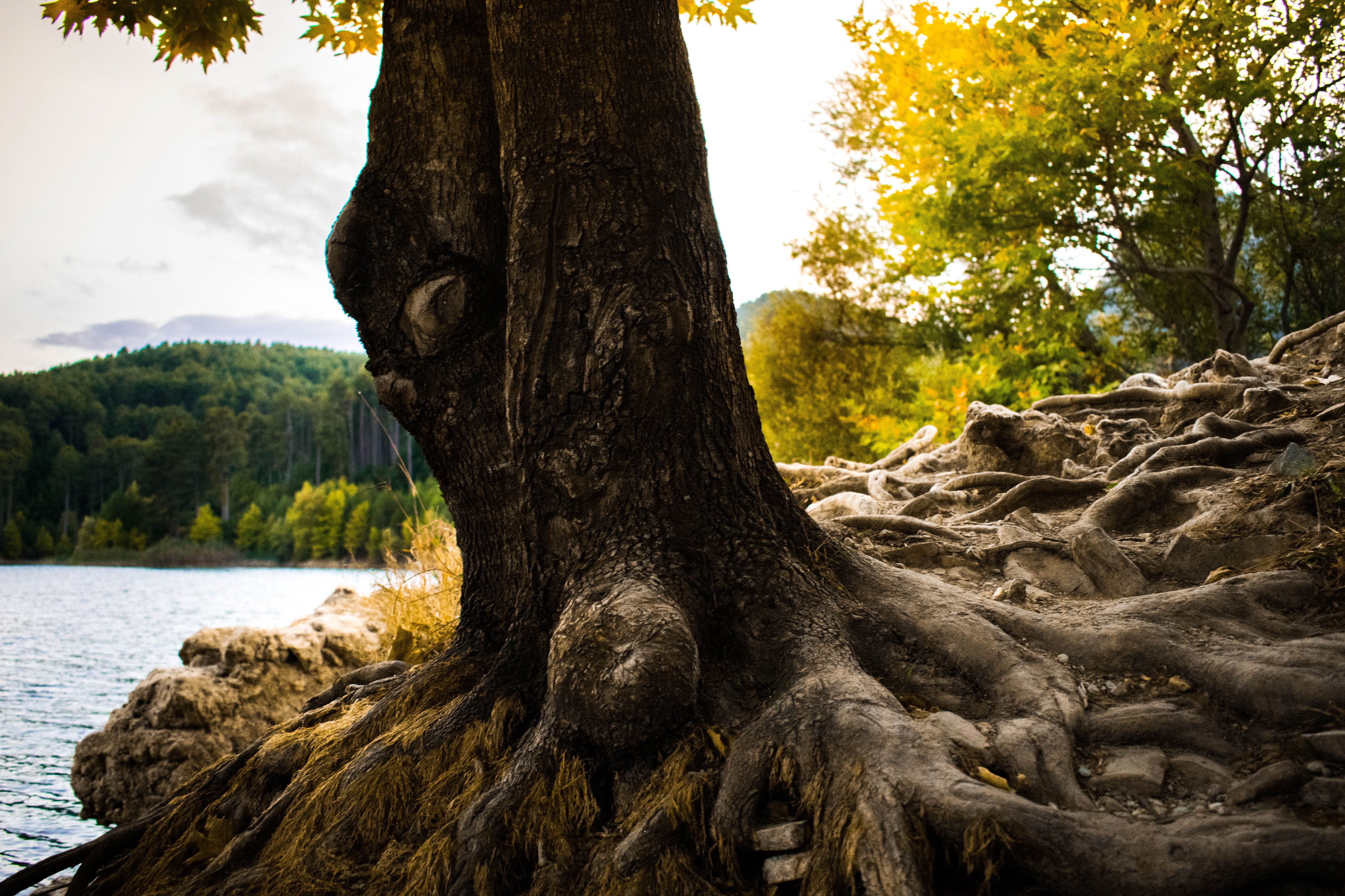 Brown Tree and Roots Near Body of Water · Free Stock Photo