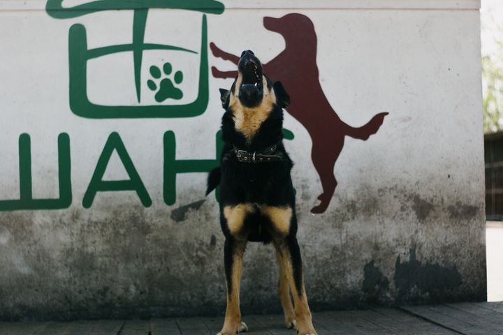 Understanding and Managing Dog Guarding Behavior