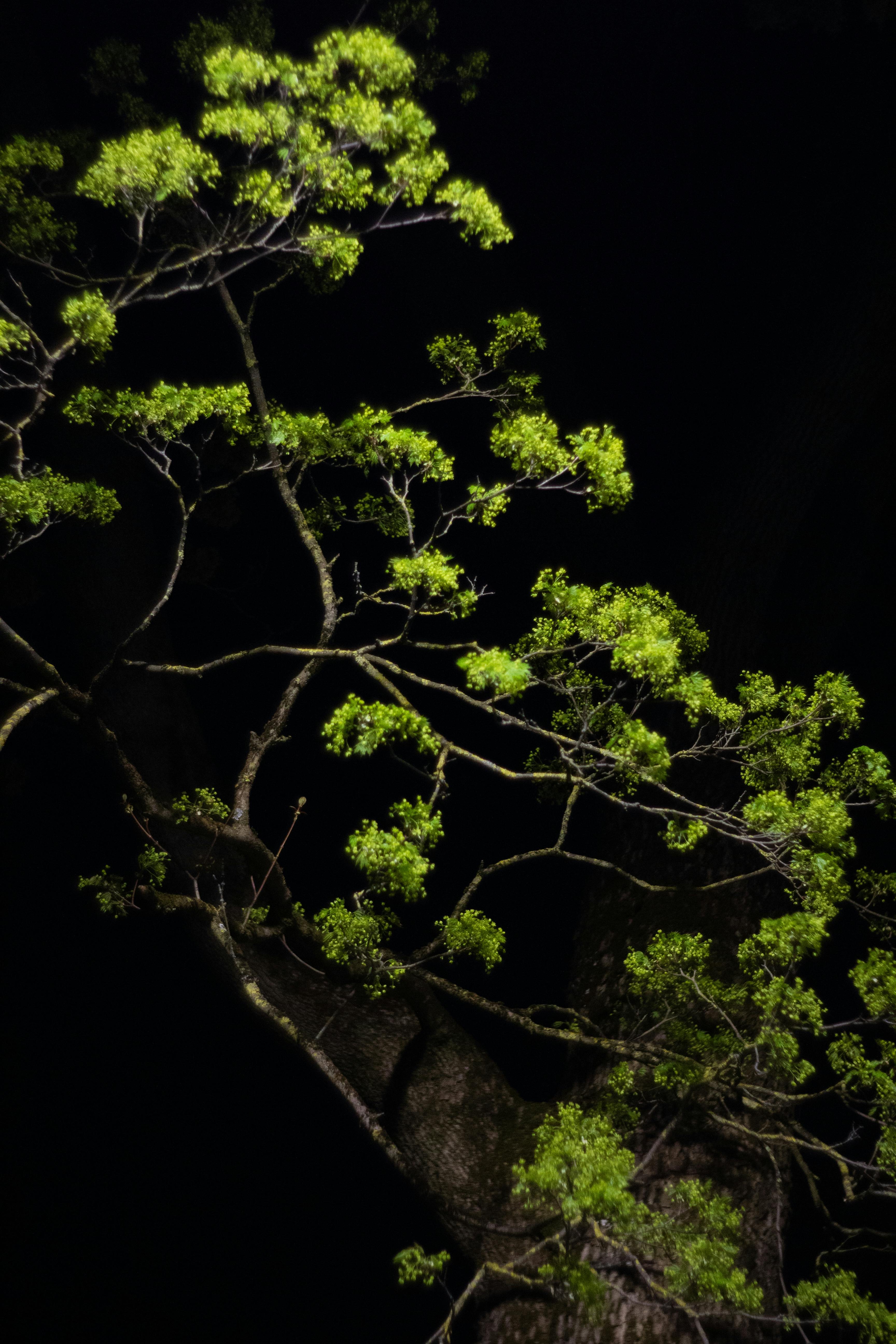A Green Leaves on the Tree at Night · Free Stock Photo