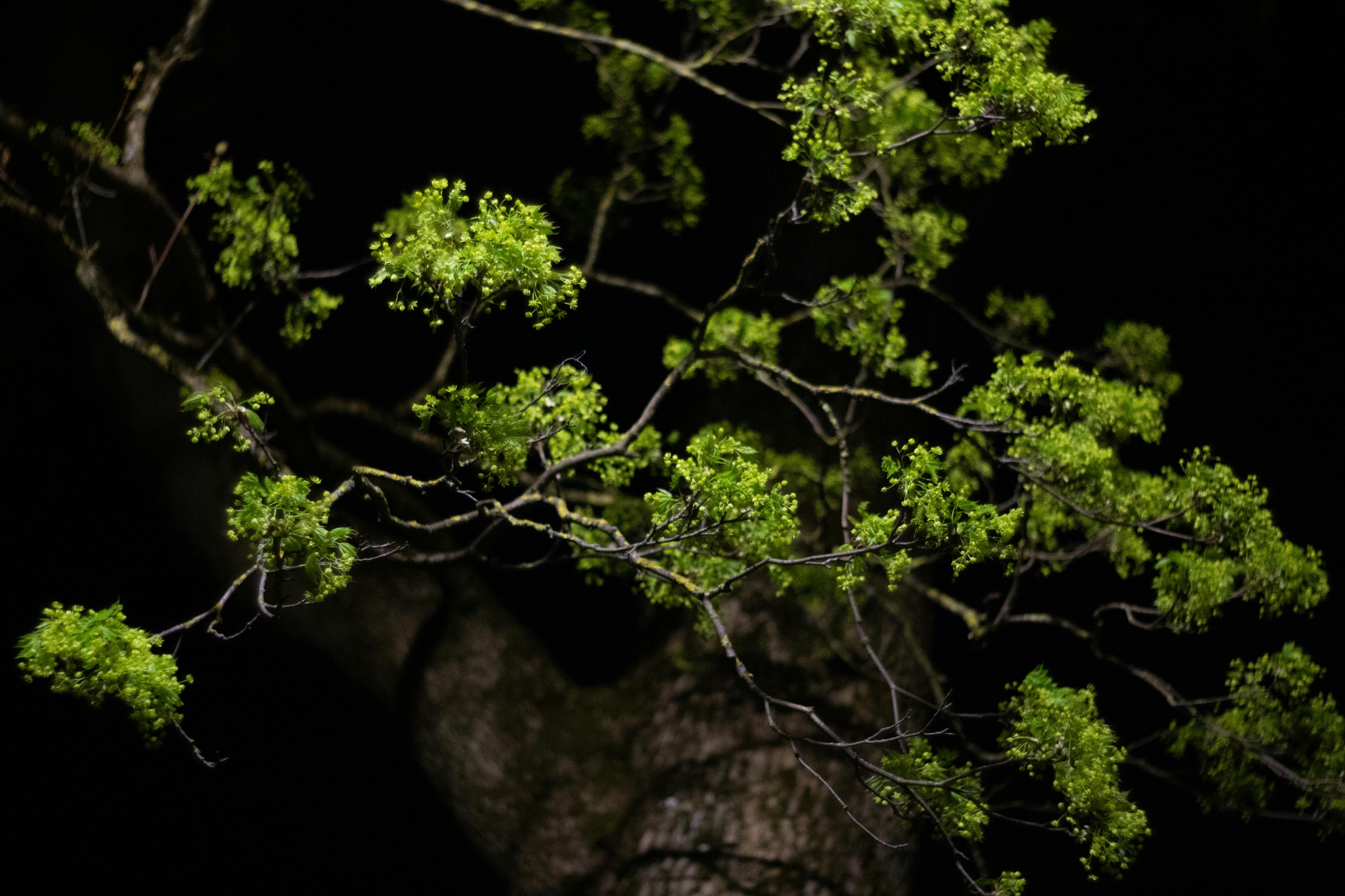 Lone Tree · Free Stock Photo