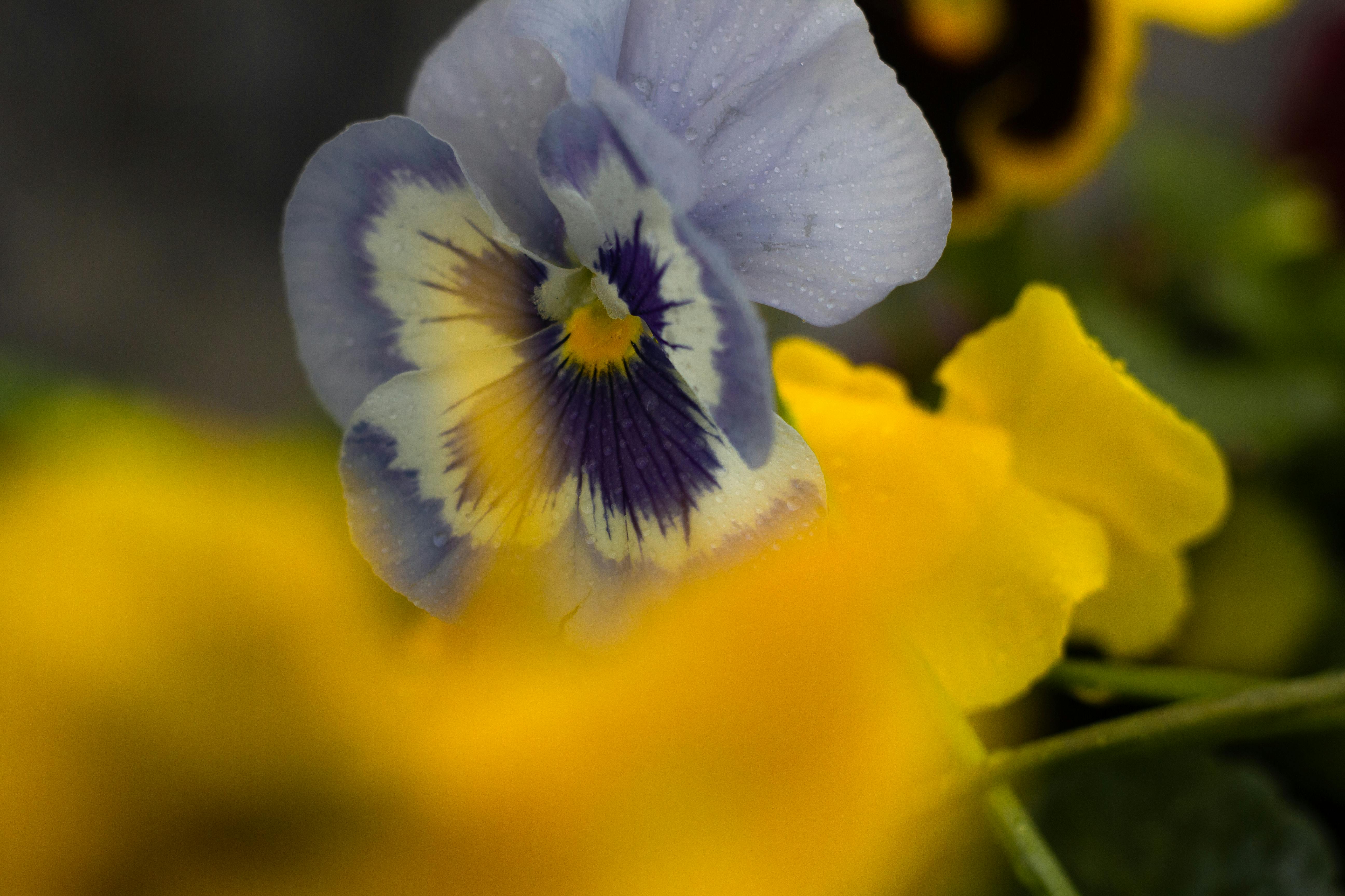 Person Holding a Violet Pansy Flower · Free Stock Photo