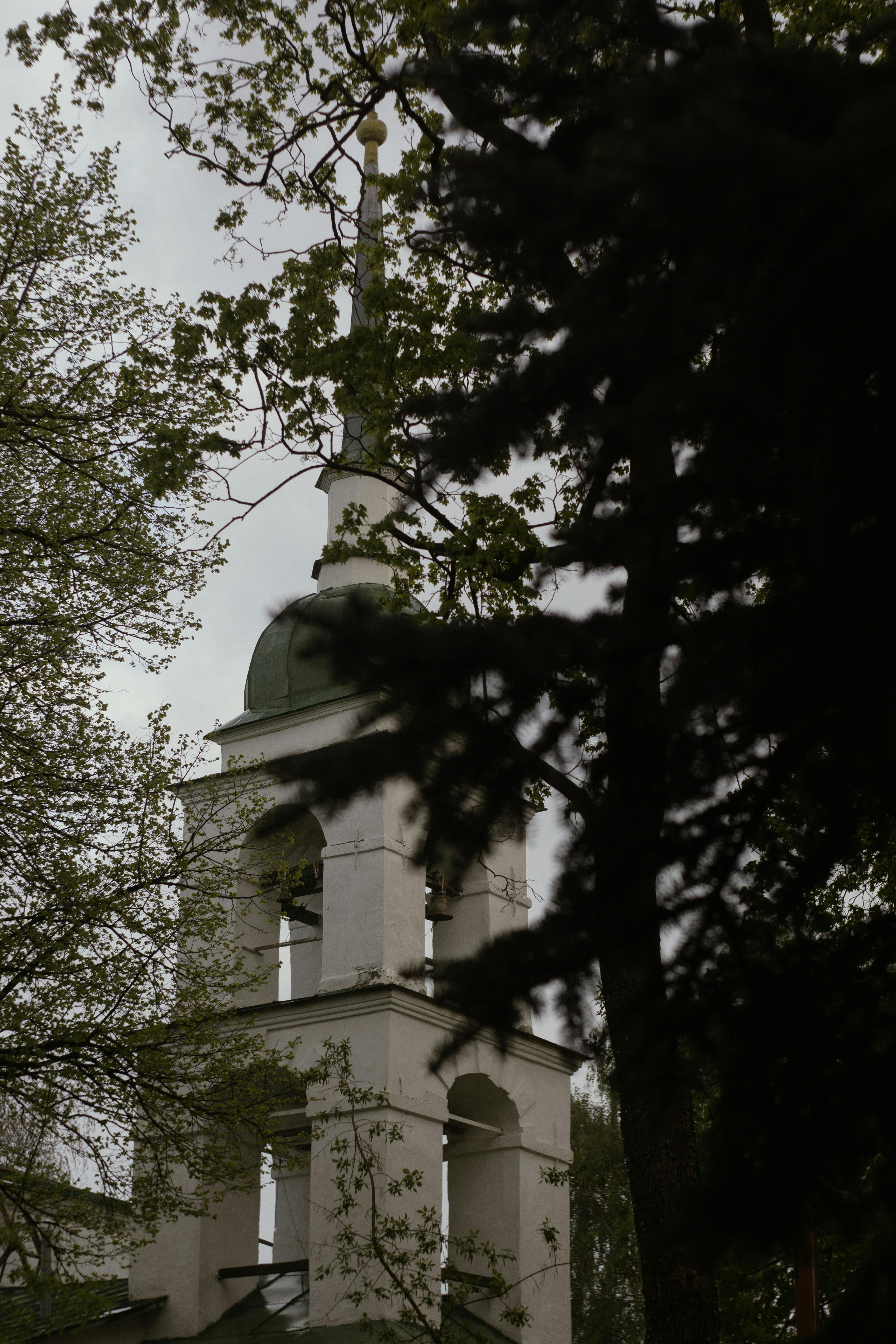 Photo of a Tree Near Buildings · Free Stock Photo