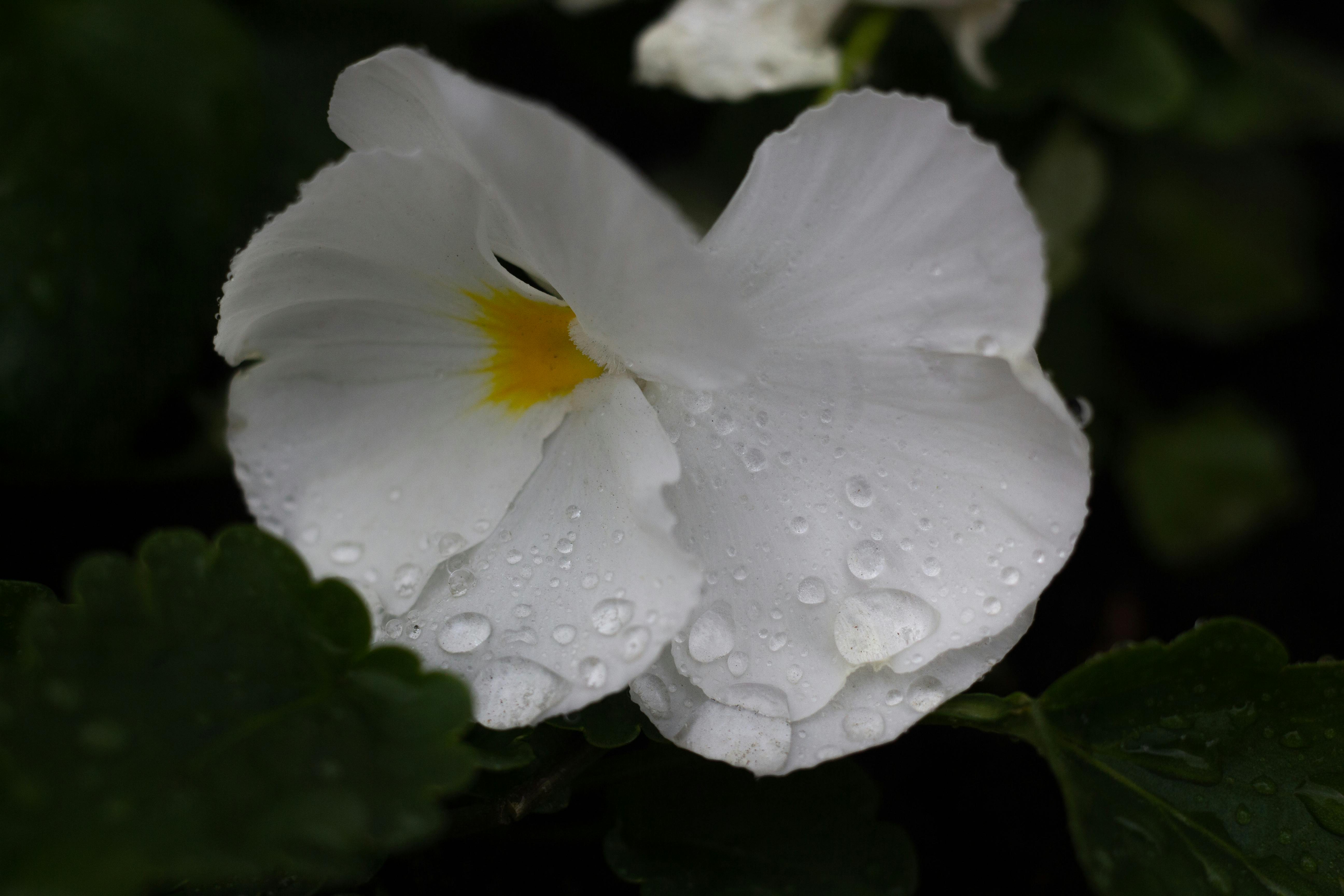 White Flower in a Close Up Photography · Free Stock Photo