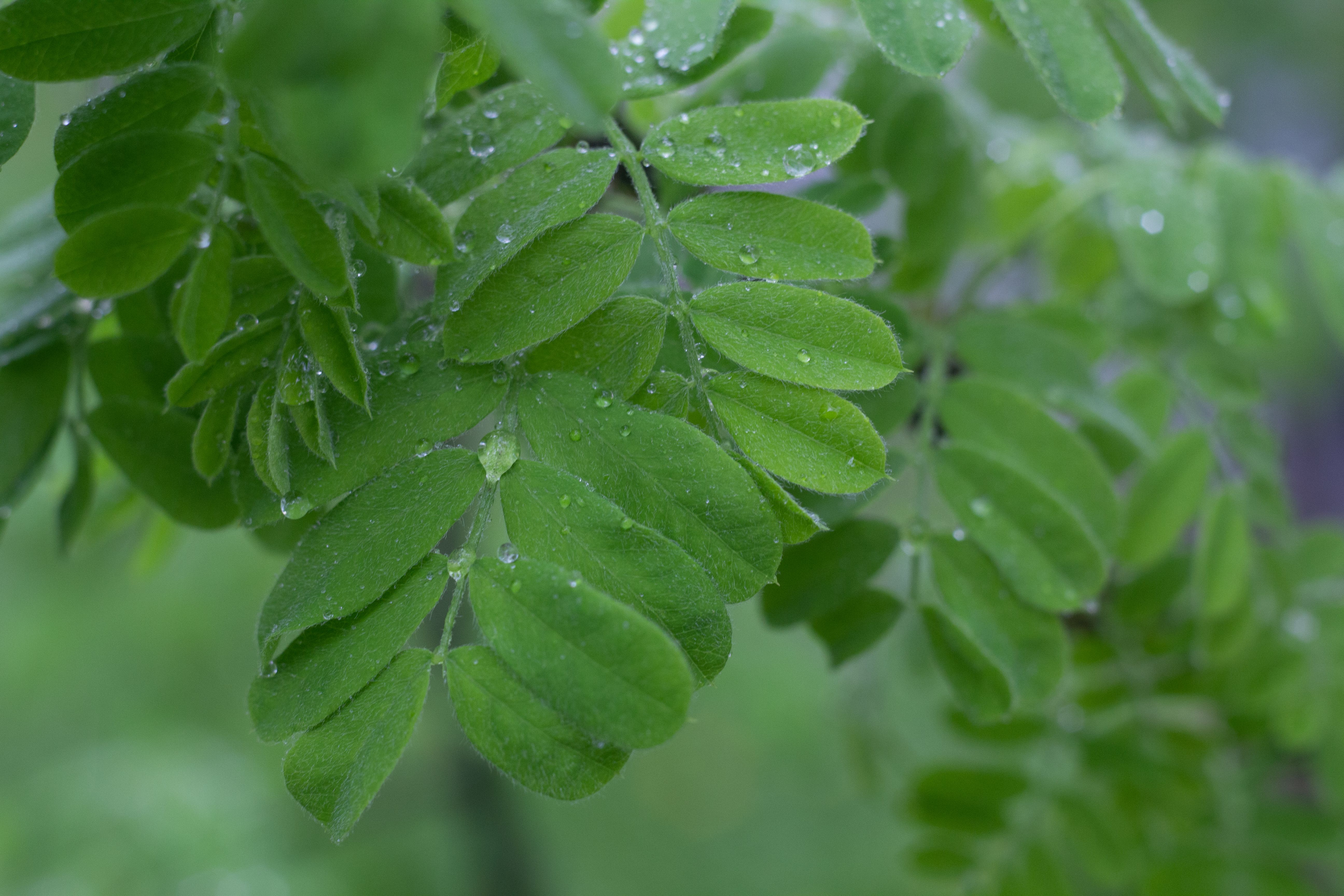 Close-Up Photo of Green Lemon Leaves · Free Stock Photo