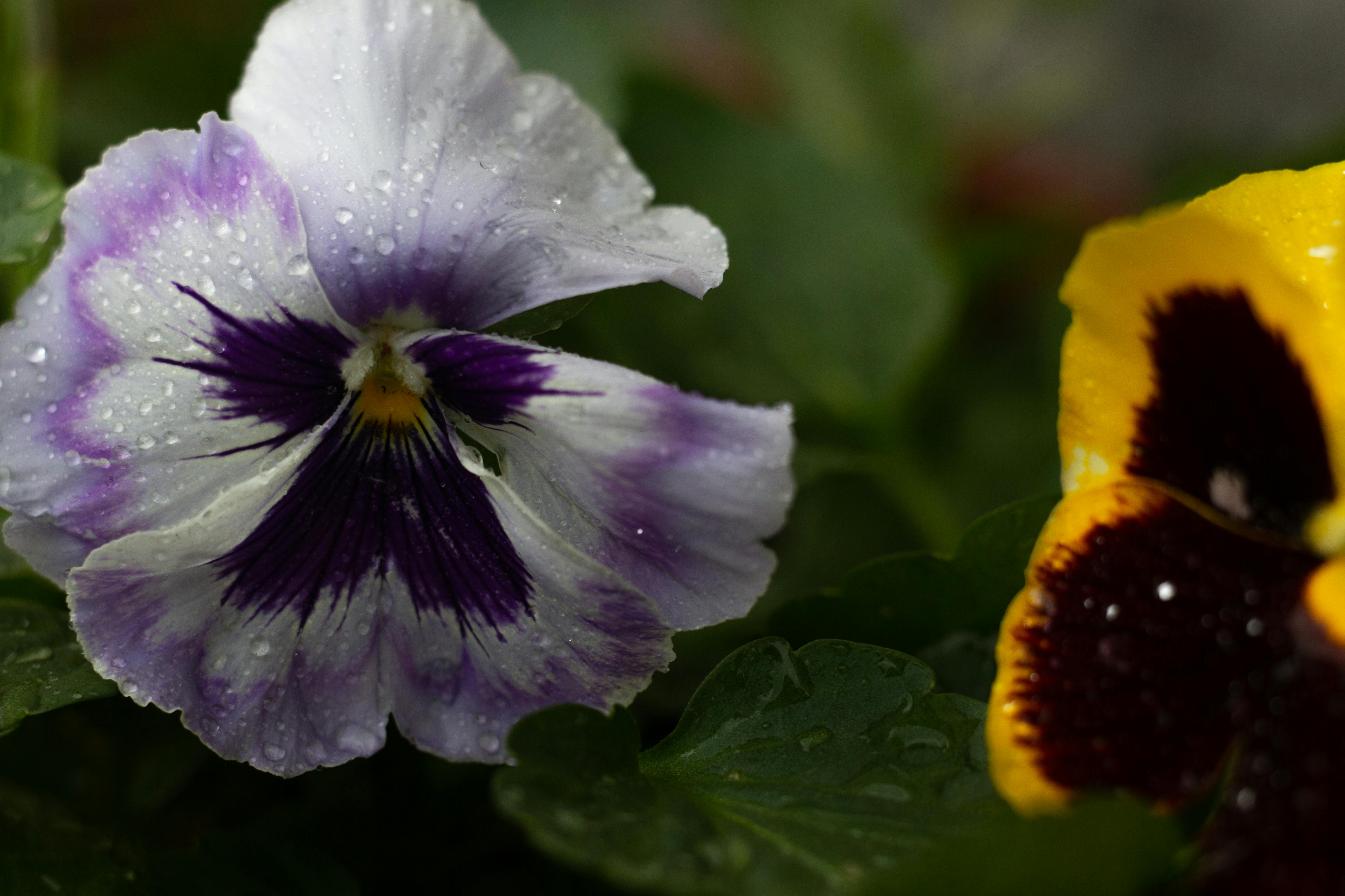 Close Up Photo of Blue Bell Flower With Water Droplets · Free Stock Photo