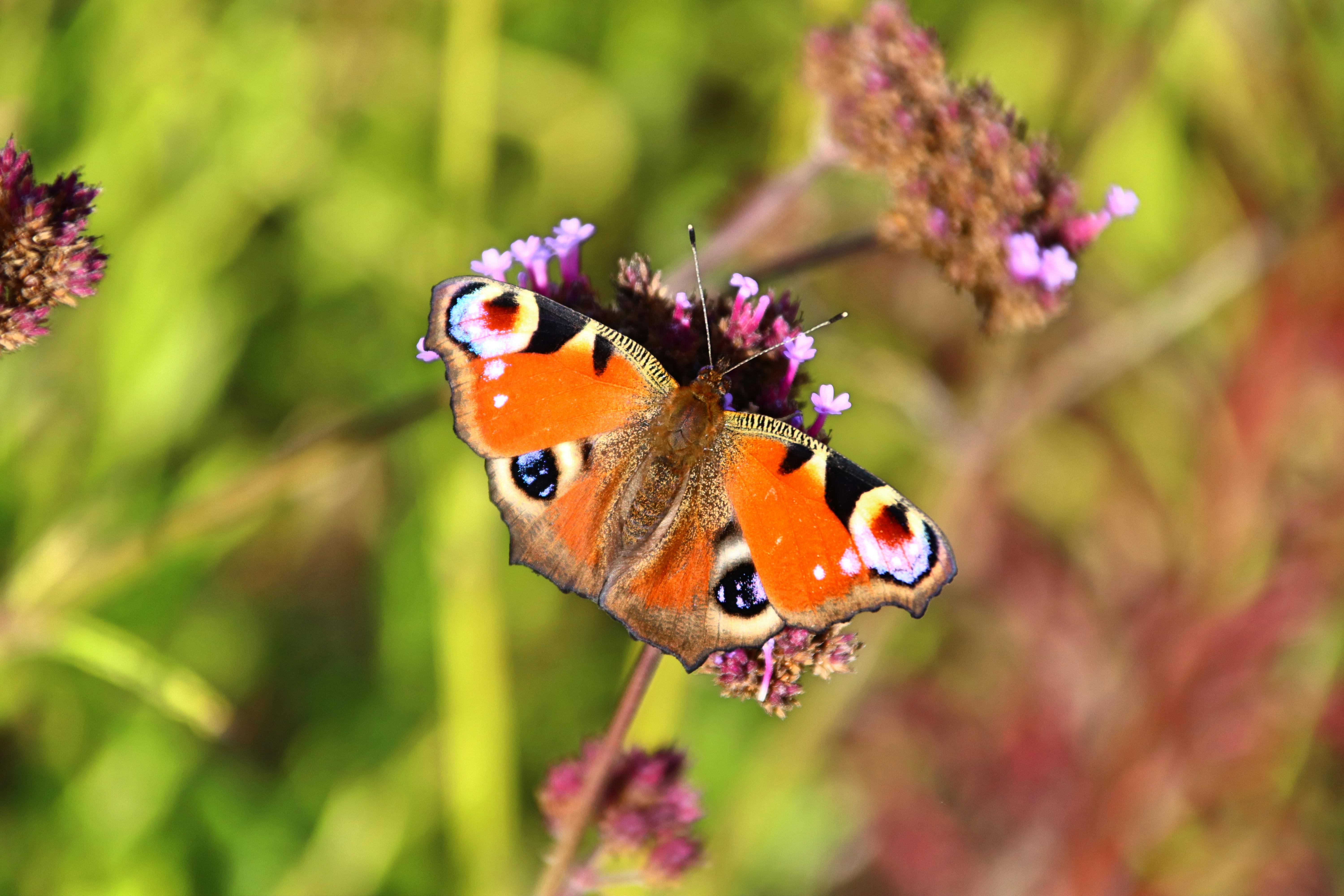 3,000+ Best Peacock Butterfly Photos · 100% Free Download · Pexels ...