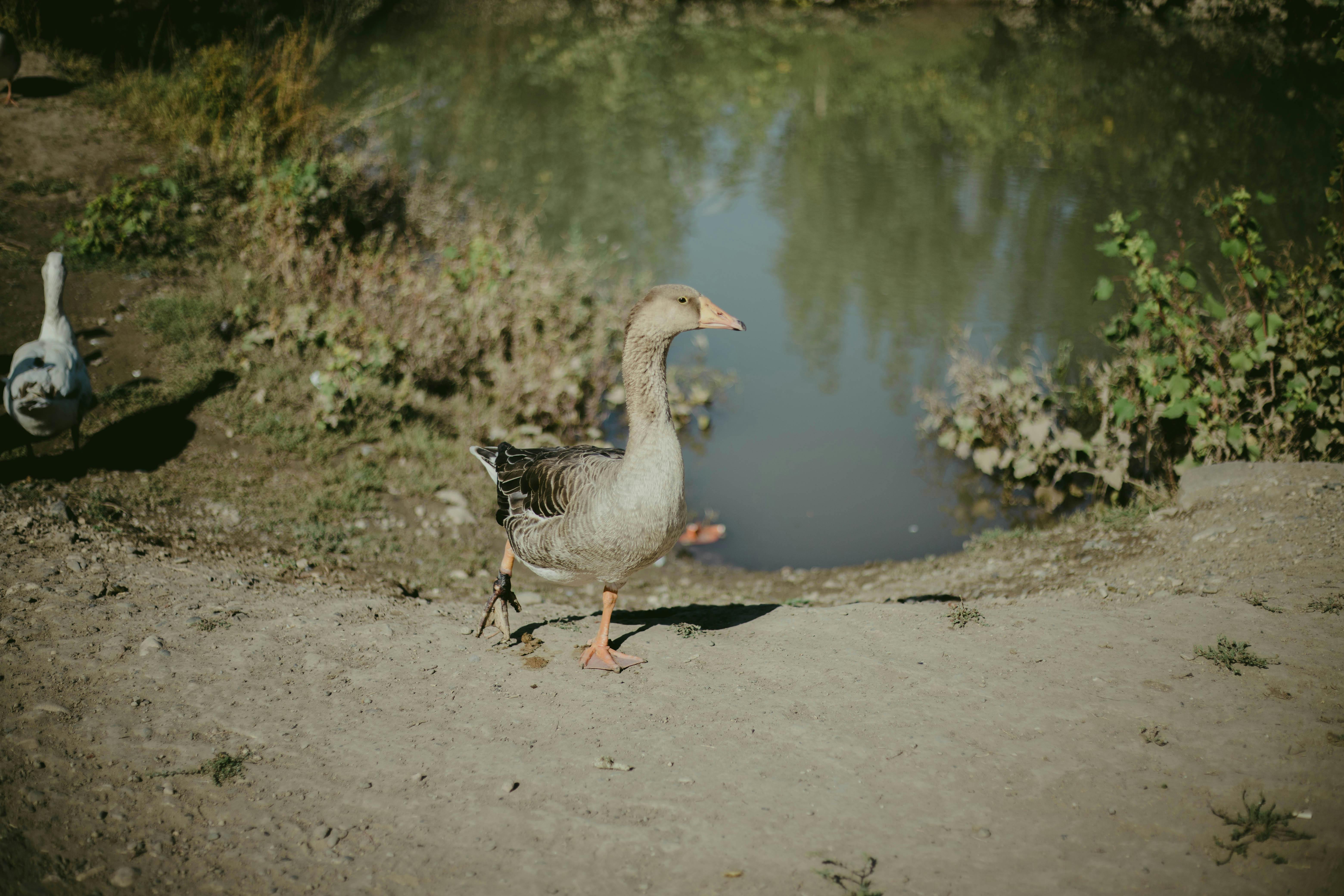 Photograph of a Goose Walking Near Plants · Free Stock Photo