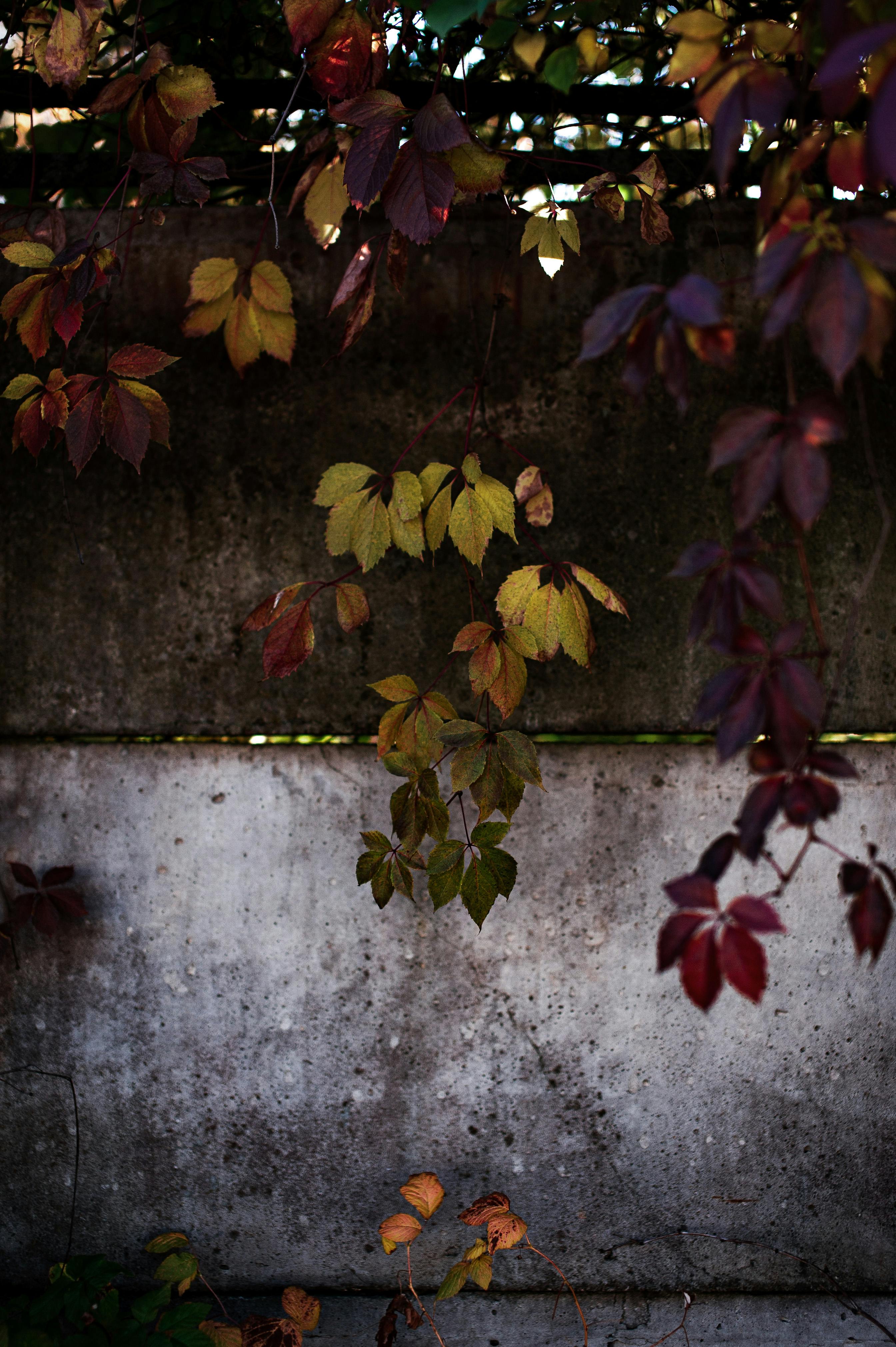 Red Leaves on Brick Wall · Free Stock Photo