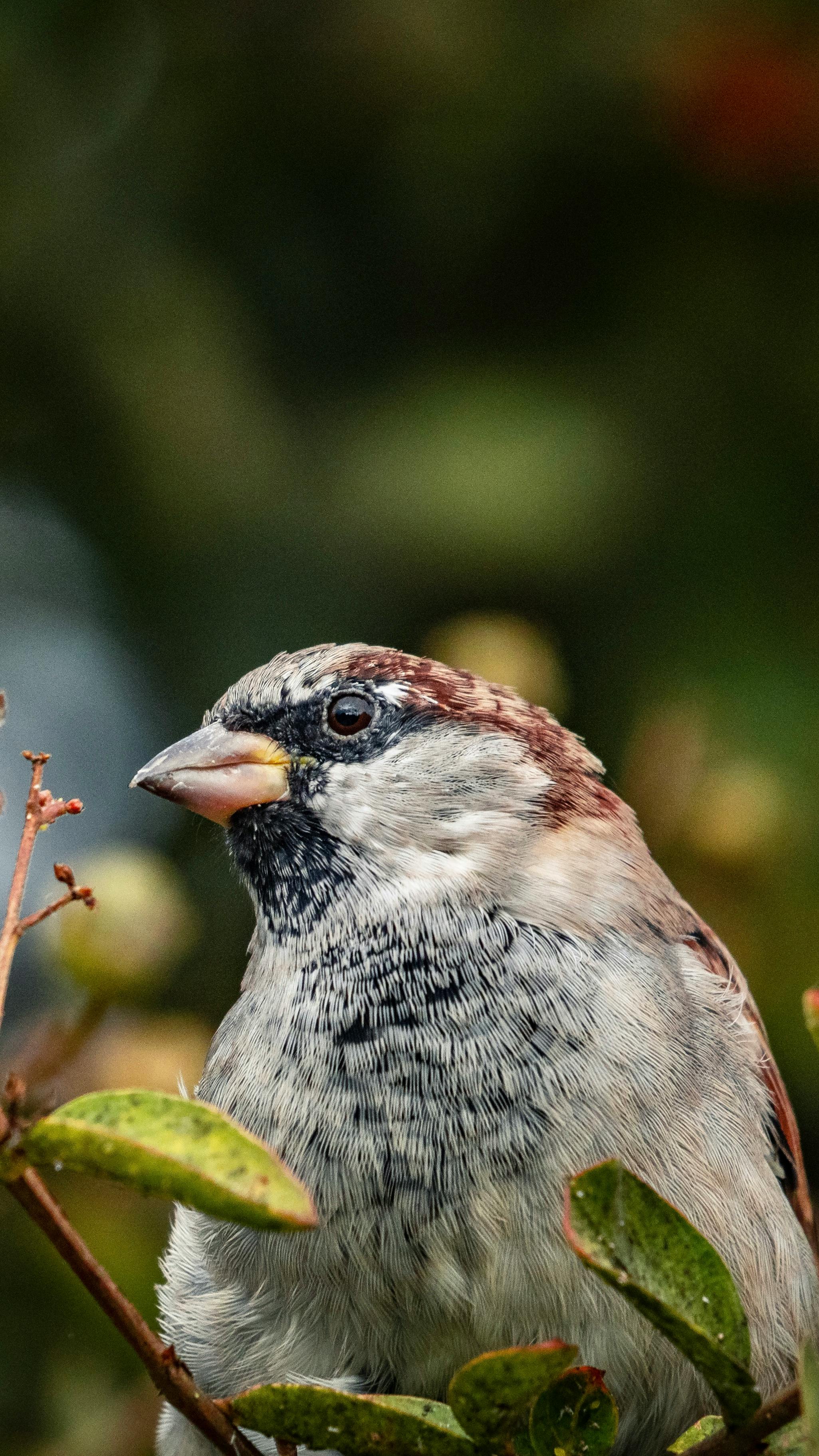 Close-Up Photo of Sparrow · Free Stock Photo