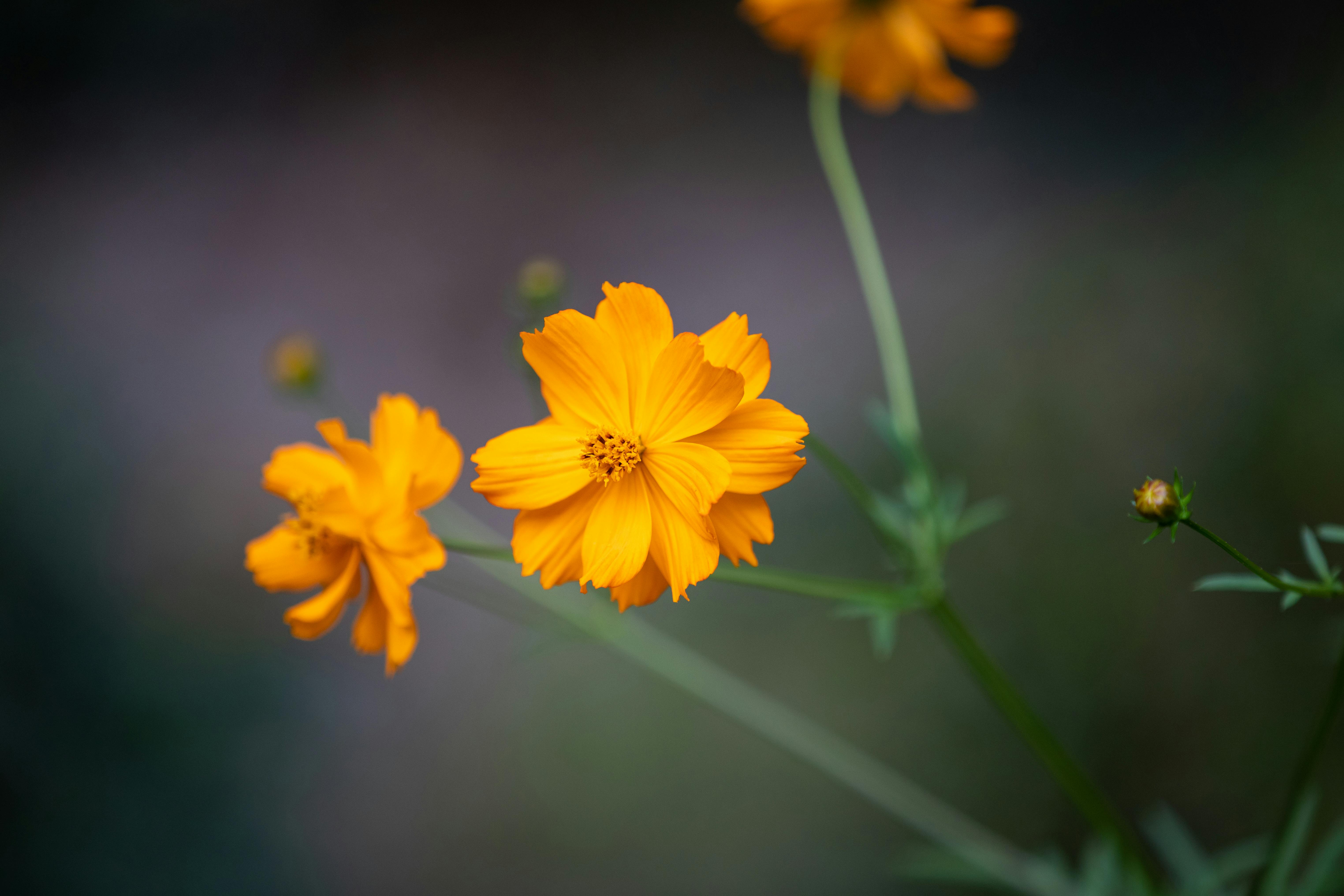 Spring Cosmos Photos, Download The BEST Free Spring Cosmos Stock Photos ...
