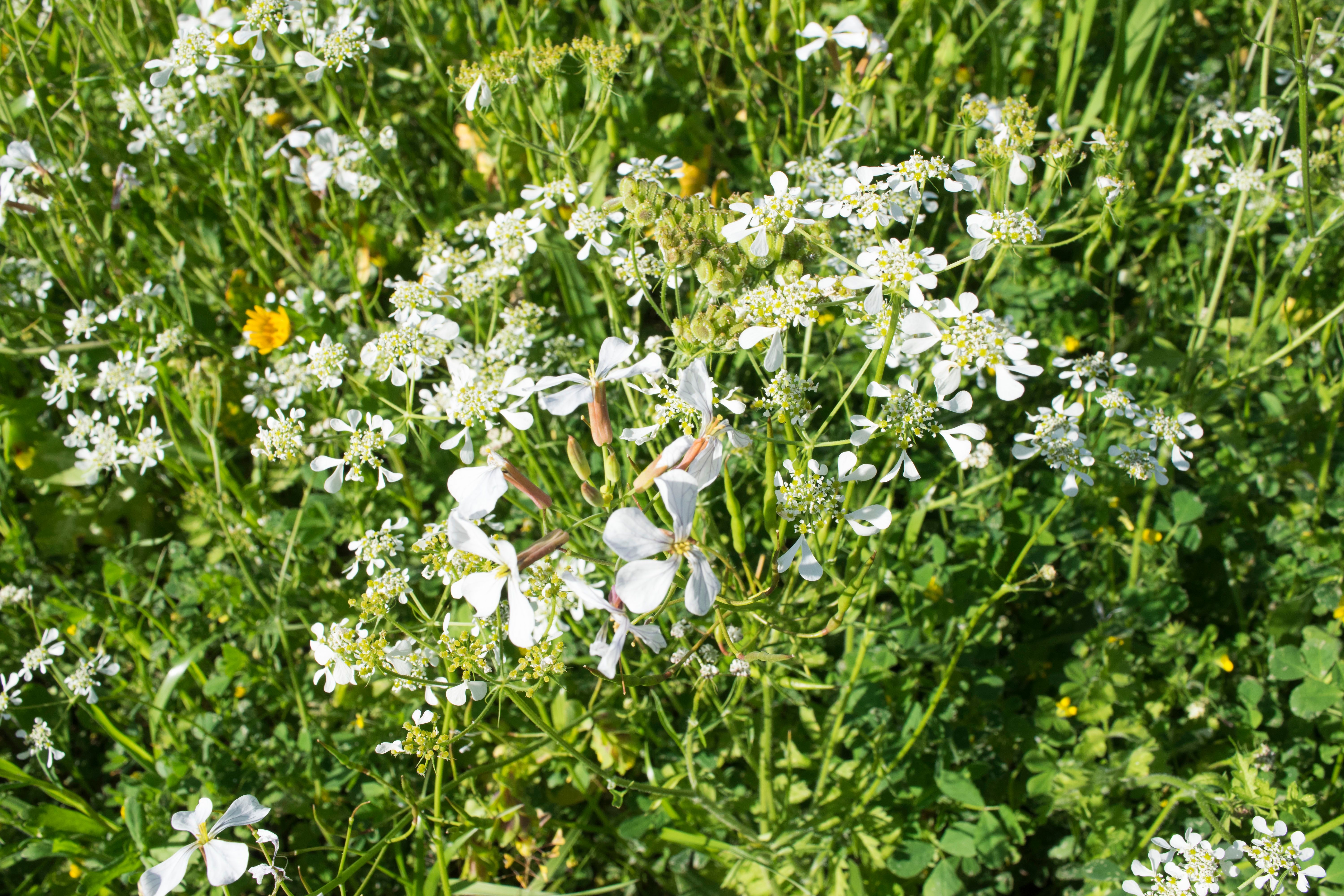 Free stock photo of background, camp, flowers