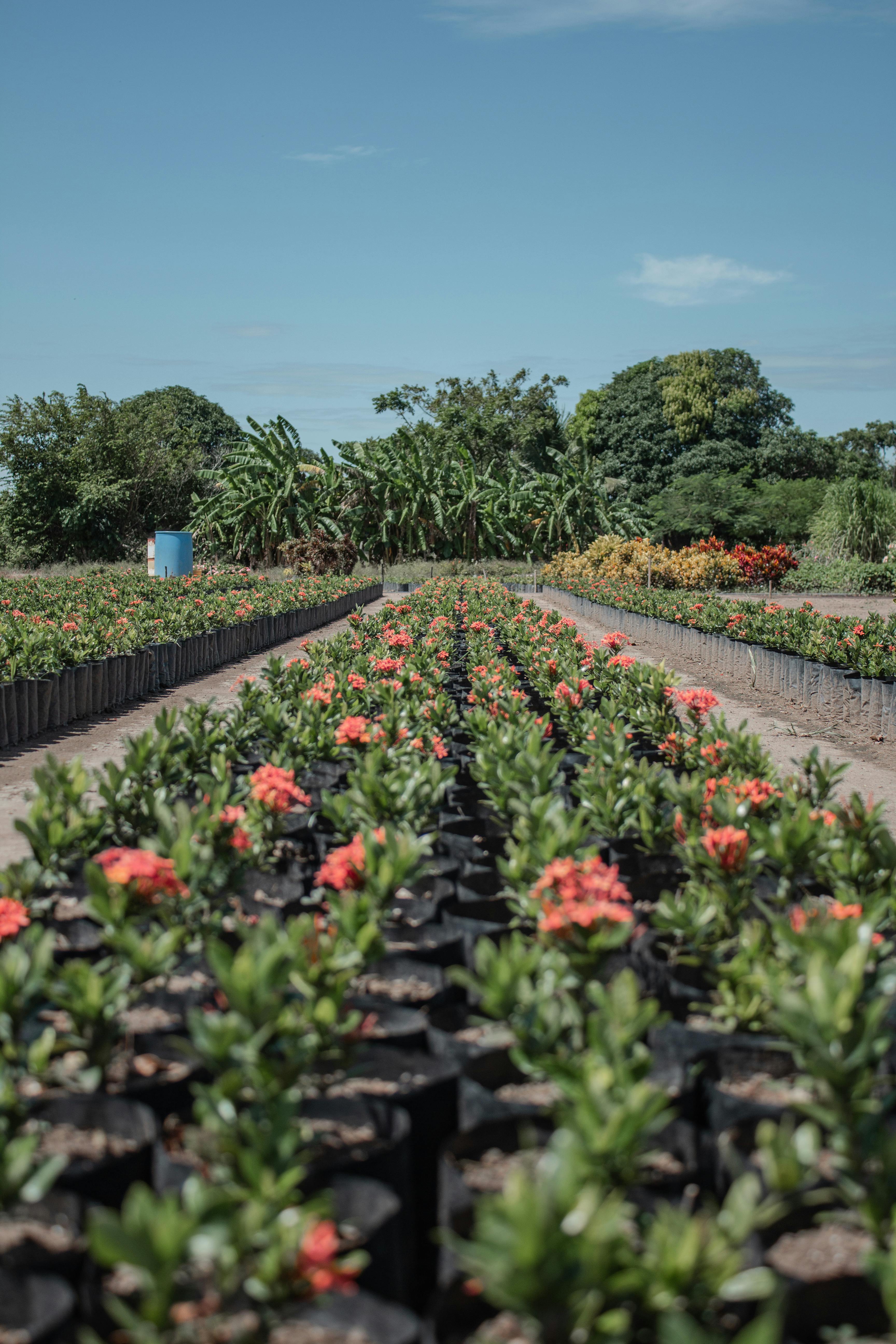 Rows of Plants in Pots on Farm · Free Stock Photo