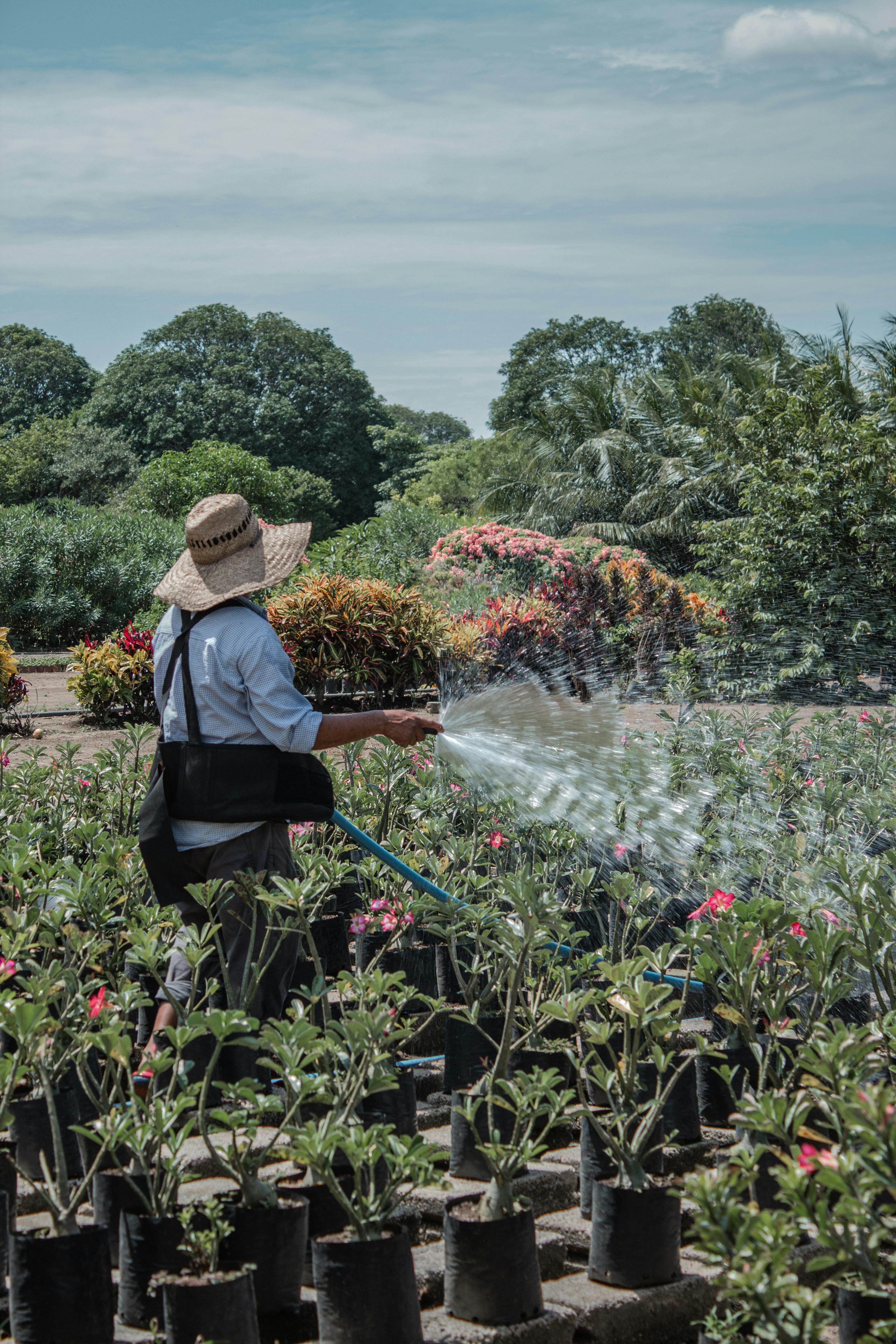 Person Watering Plants in the Garden · Free Stock Photo