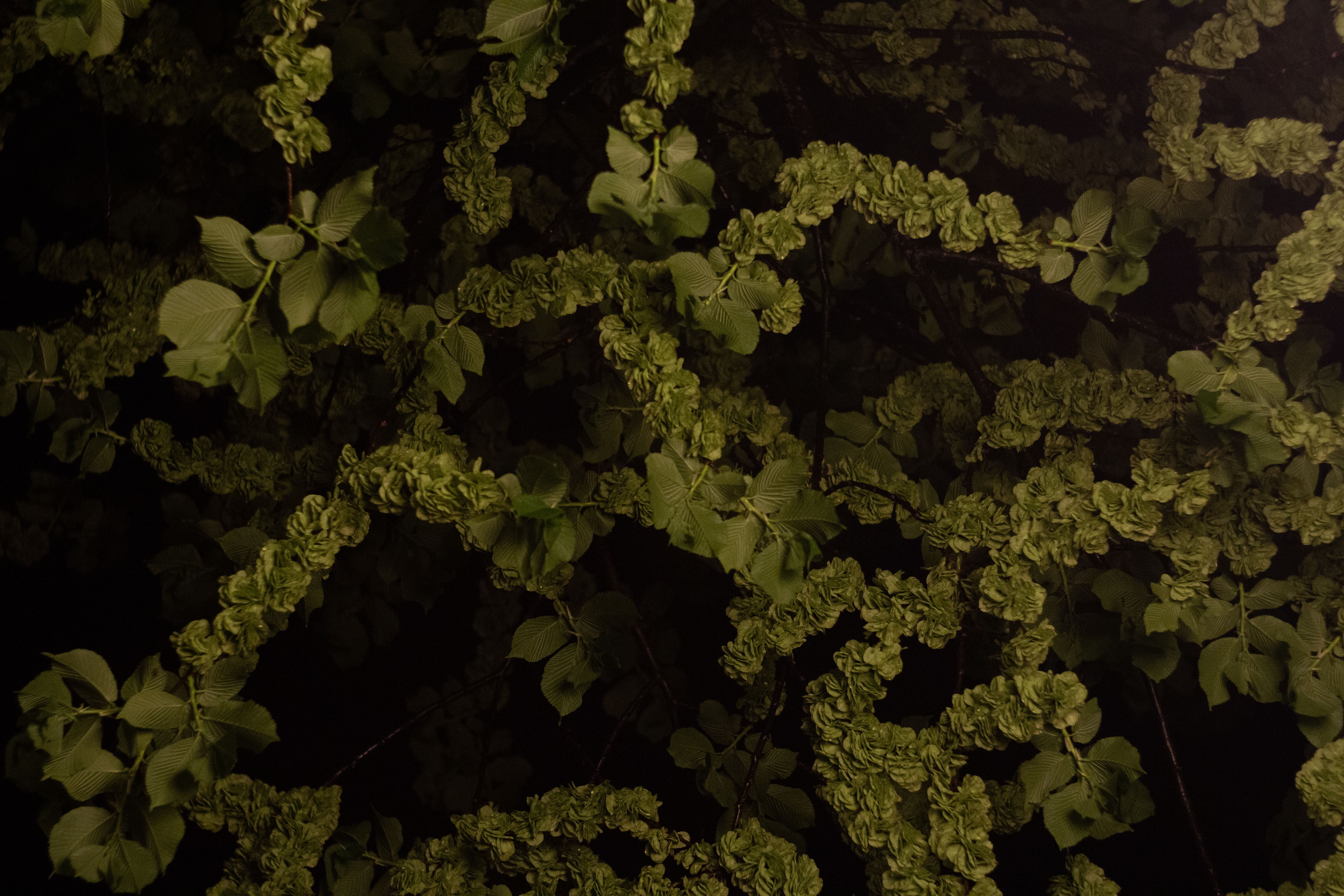 Green Leaves at Night · Free Stock Photo