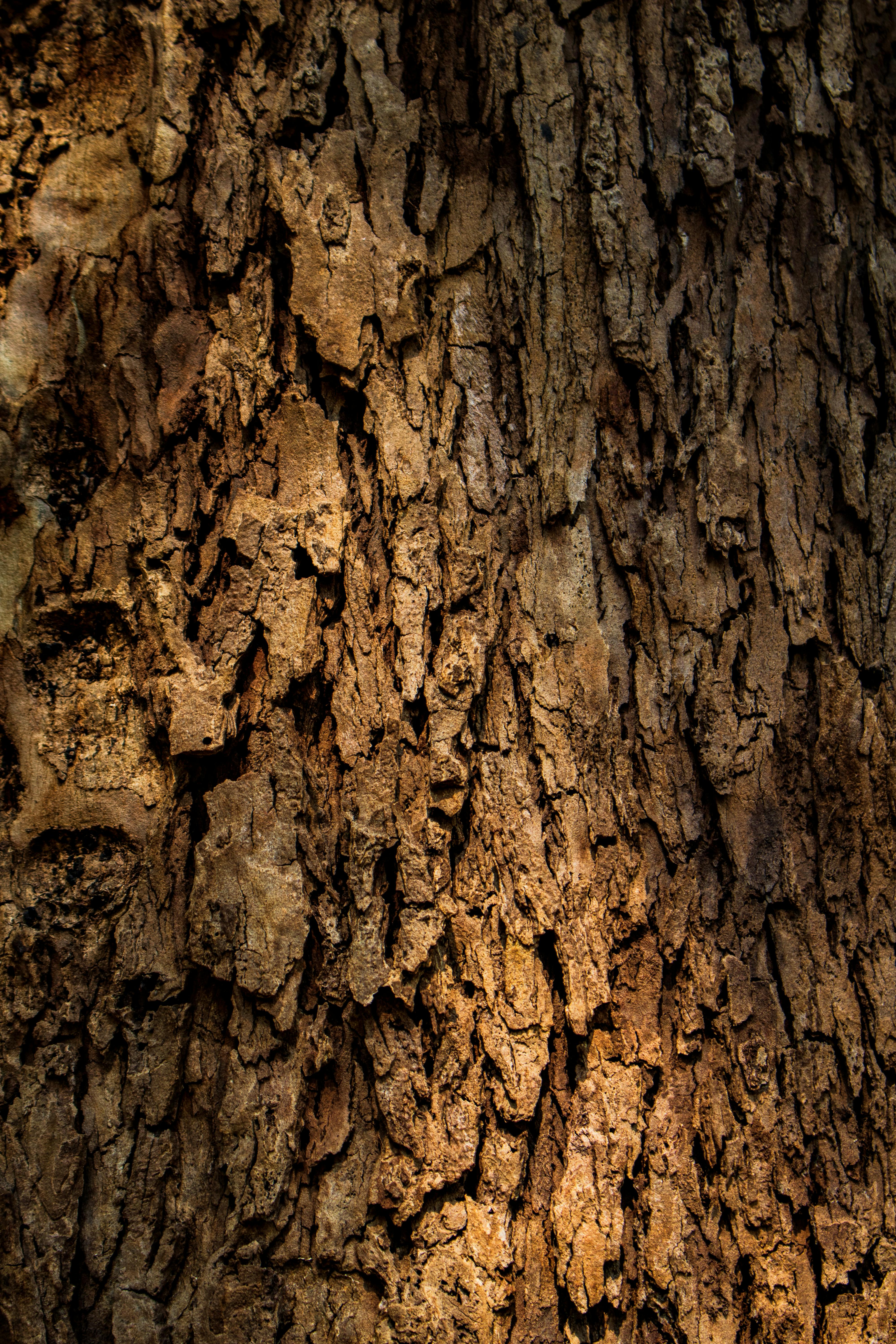 Brown Tree Bark in Close-Up Photography · Free Stock Photo