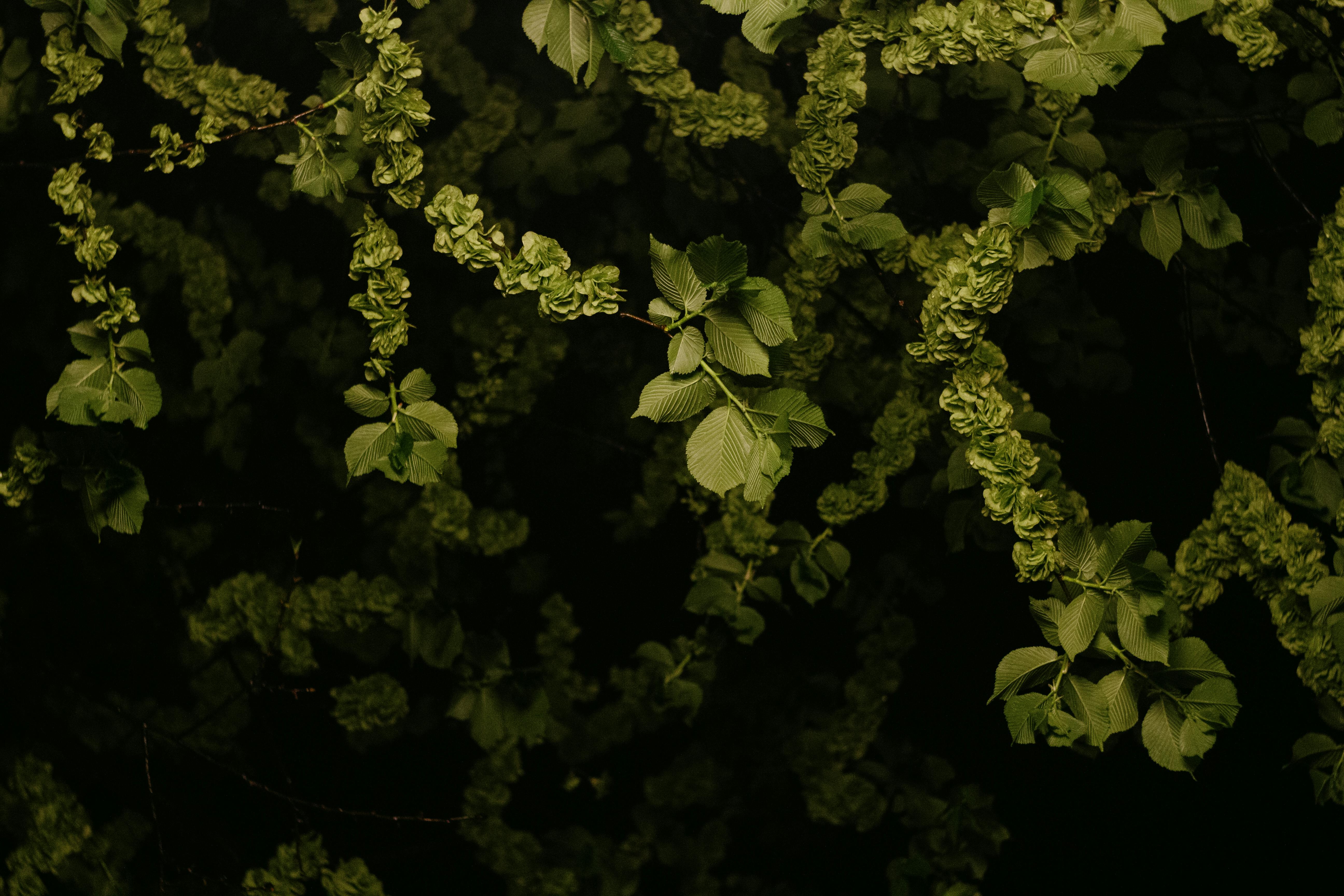 Green Leaves at Night · Free Stock Photo