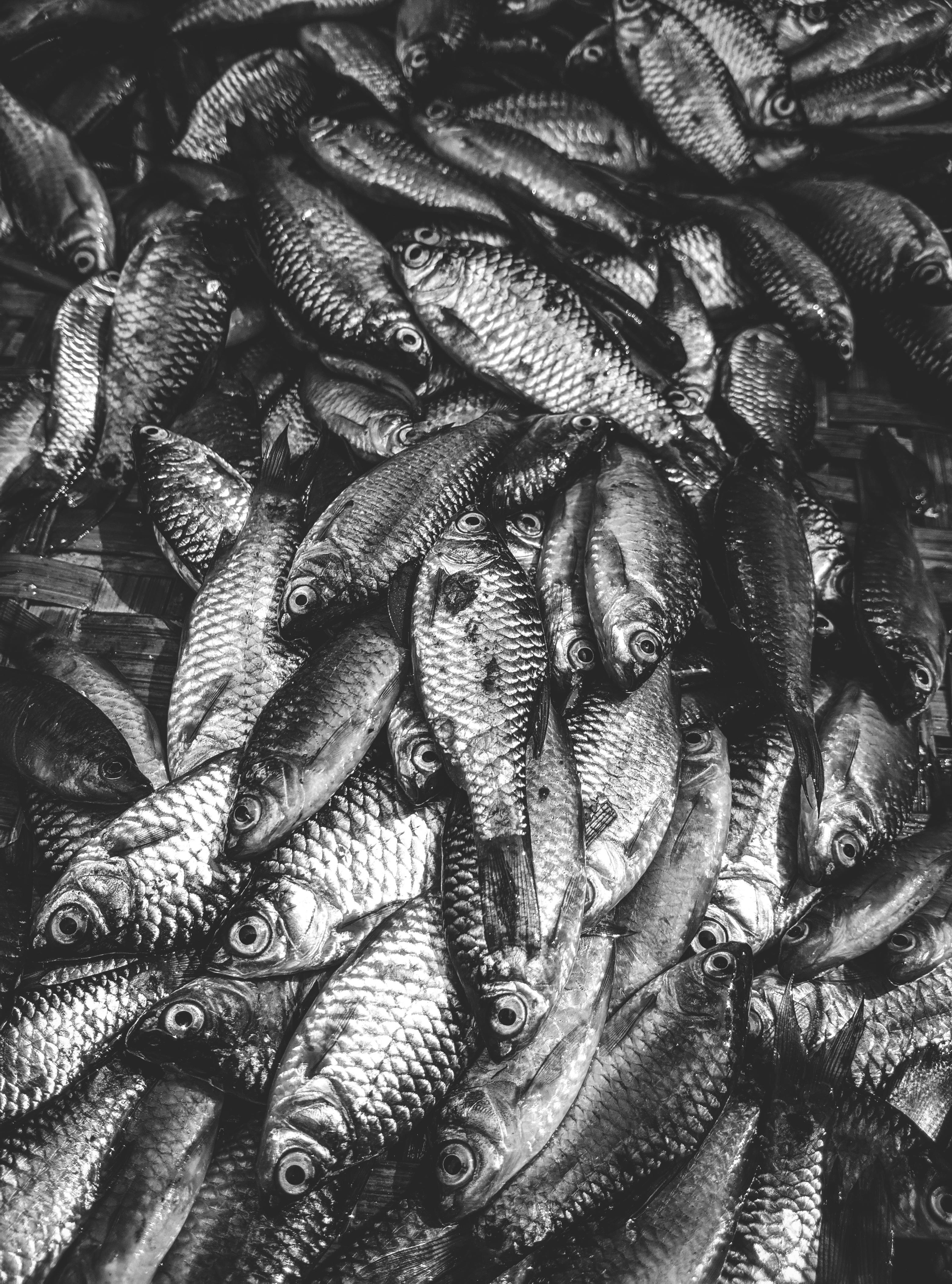 Grayscale Photo of Fish · Free Stock Photo
