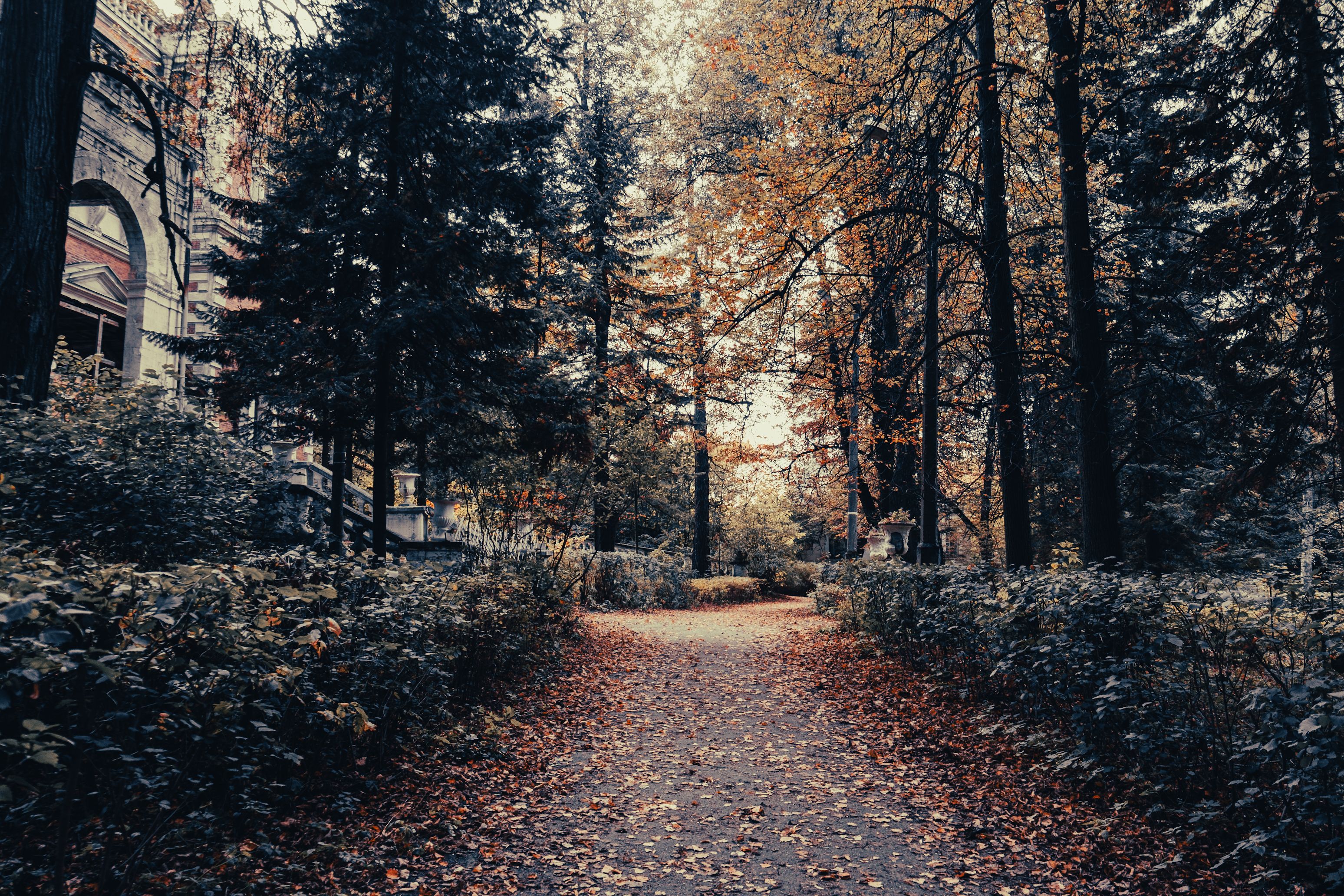 Paved Pathway between Trees · Free Stock Photo