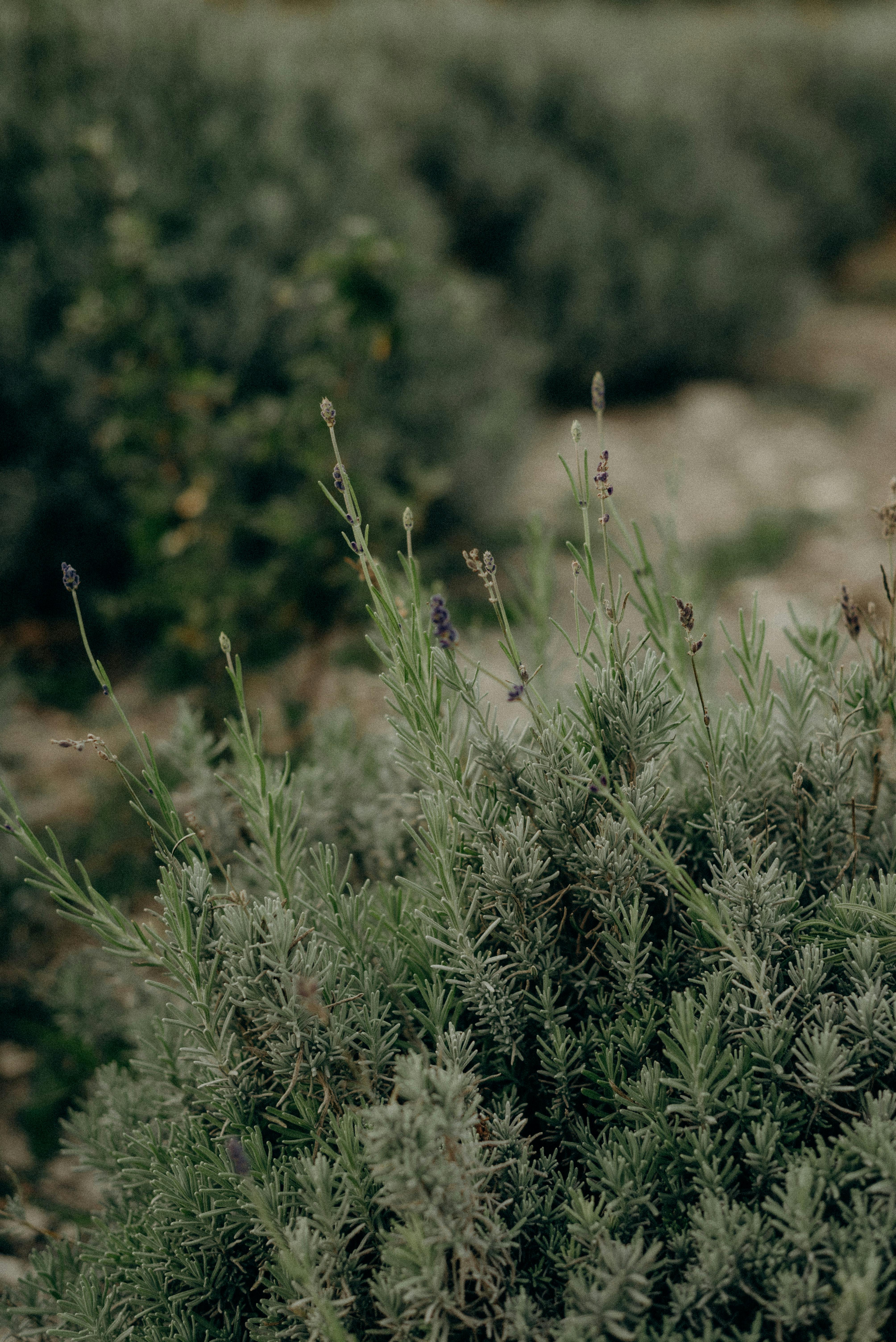 Prickly leaves of lush bush growing in nature · Free Stock Photo