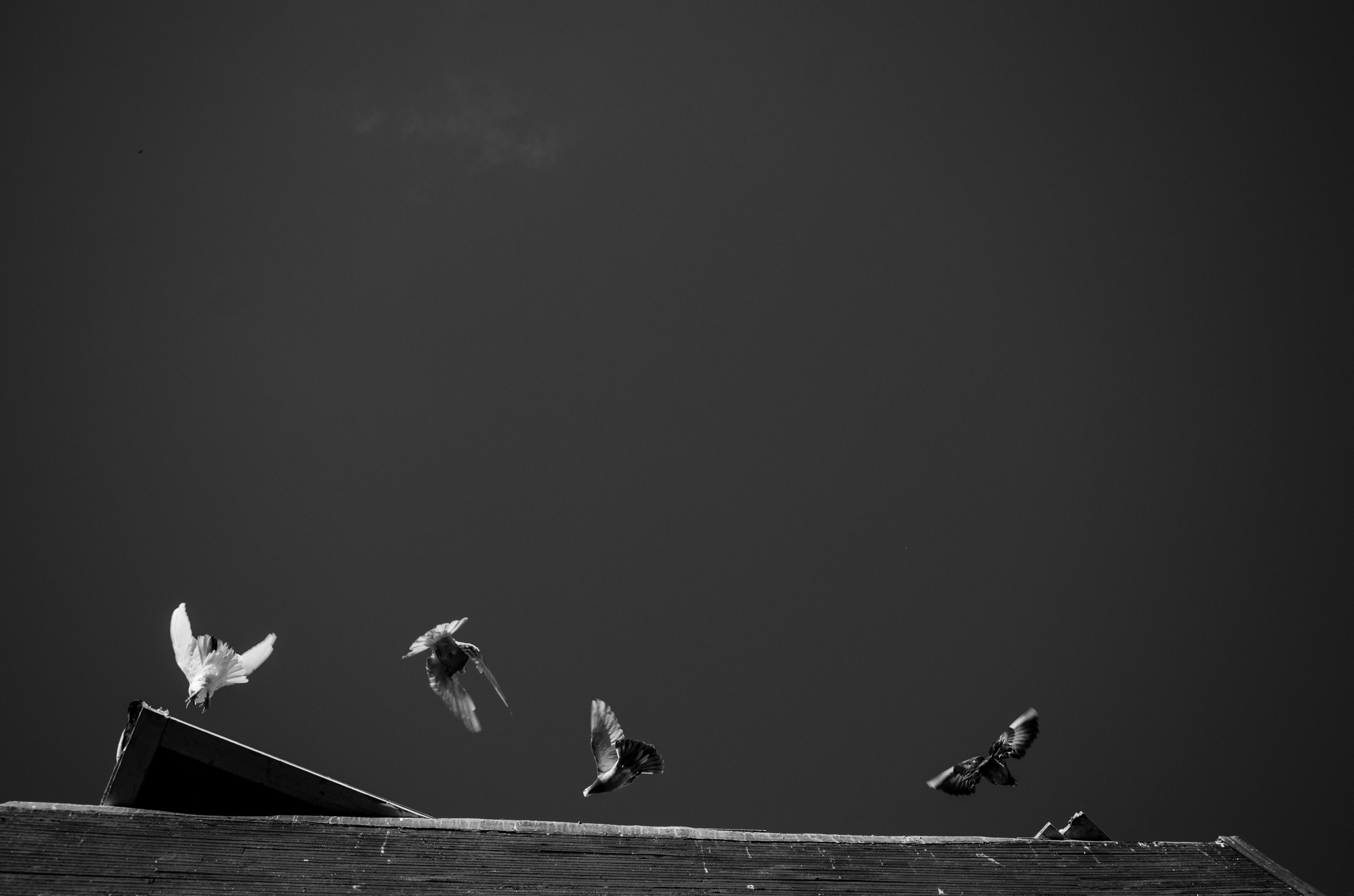 Grayscale Photography of Birds · Free Stock Photo