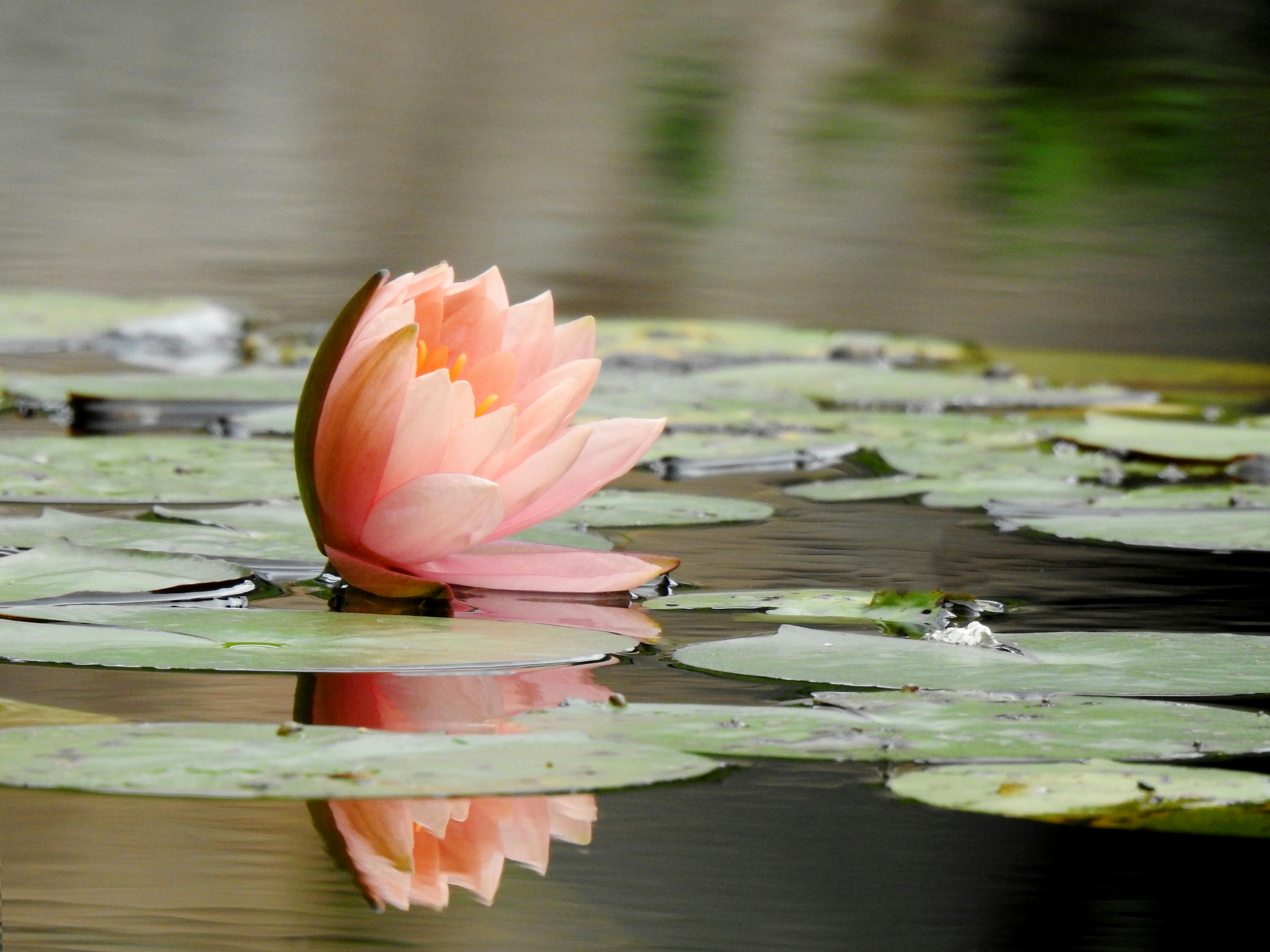 Lily Pad Photos, Download The BEST Free Lily Pad Stock Photos & HD Images