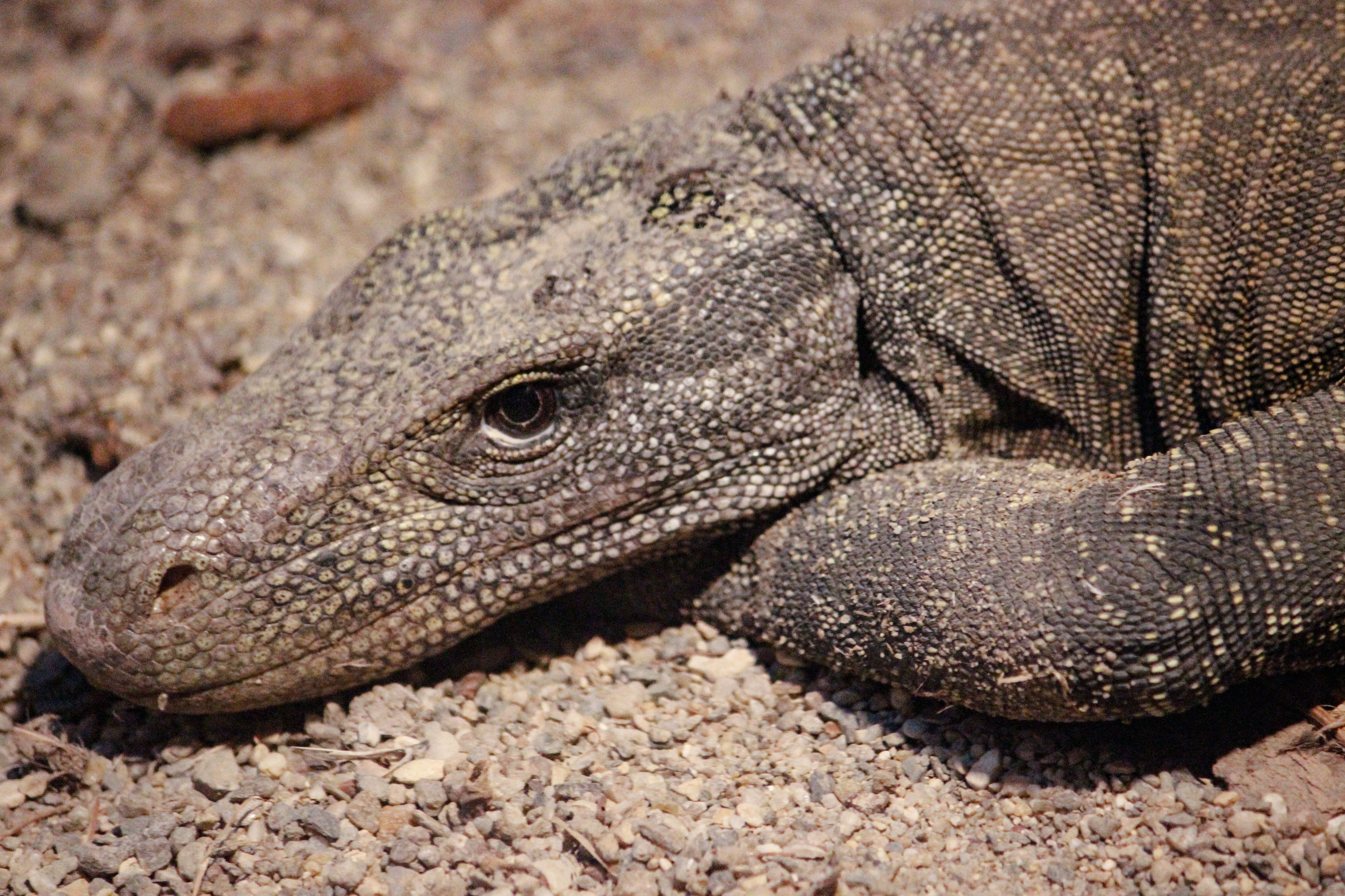 Australian Water Dragon on a Rock · Free Stock Photo