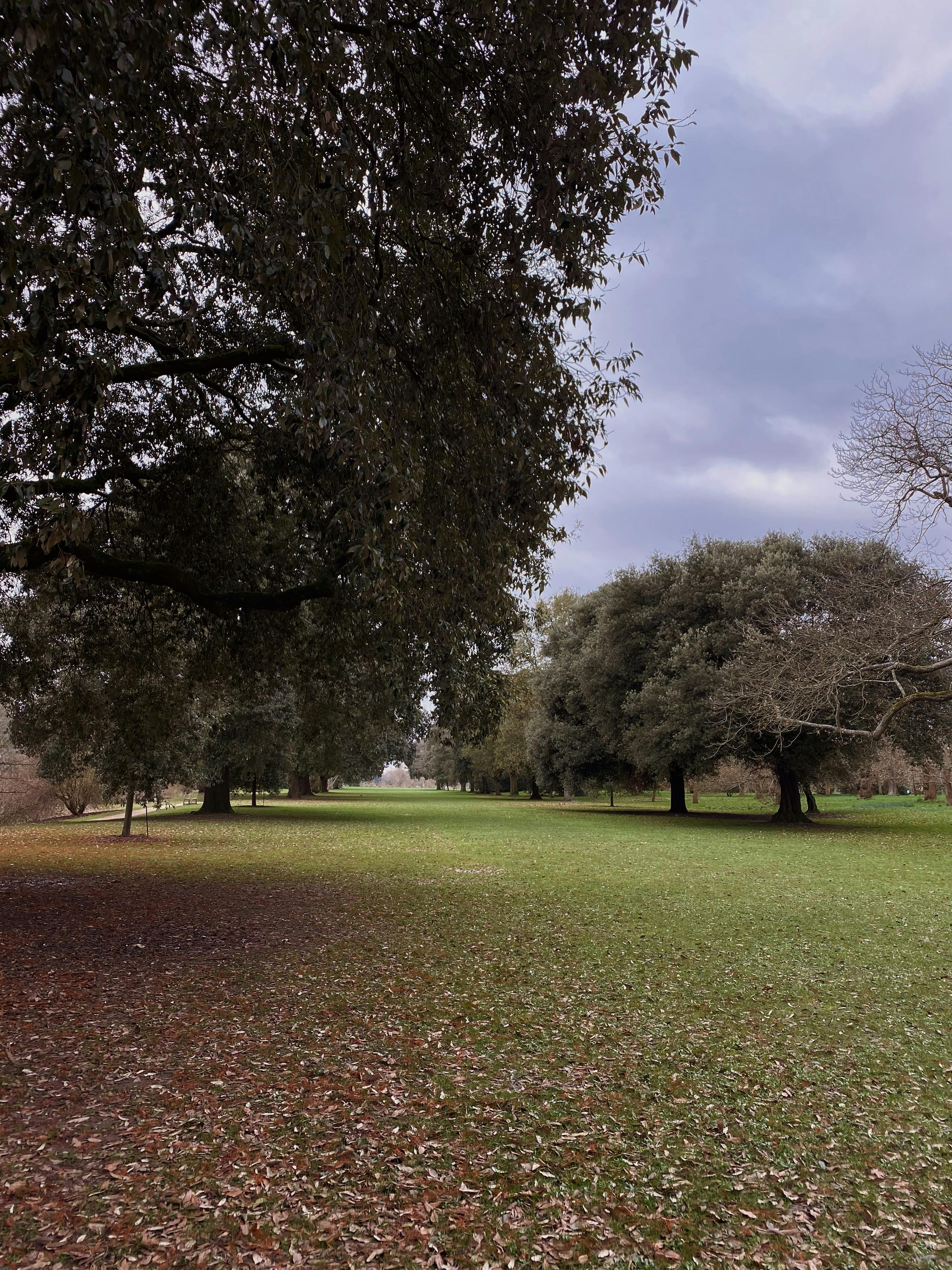 Photo of Trees at the Park · Free Stock Photo