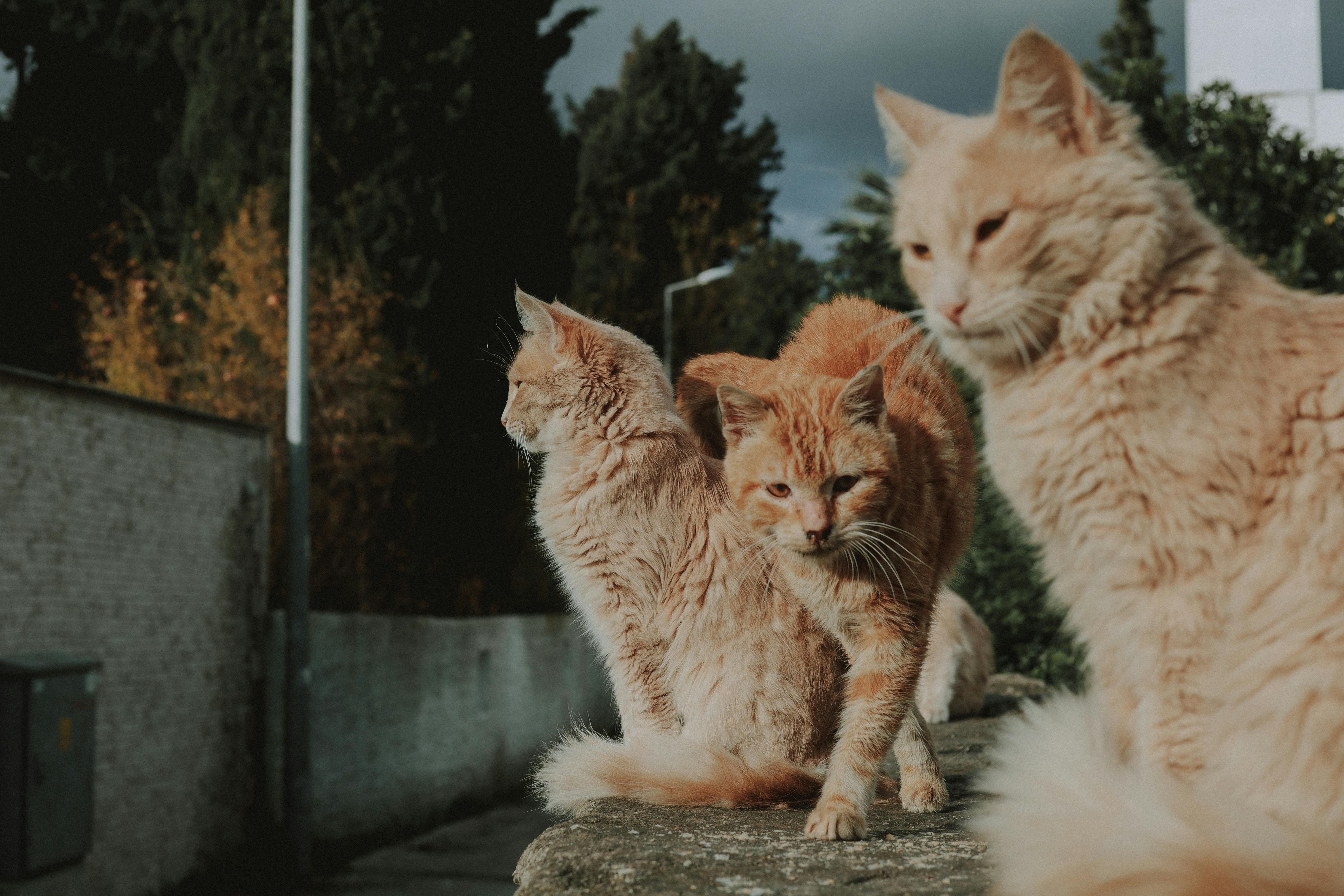 Close-Up Shot of Cats · Free Stock Photo