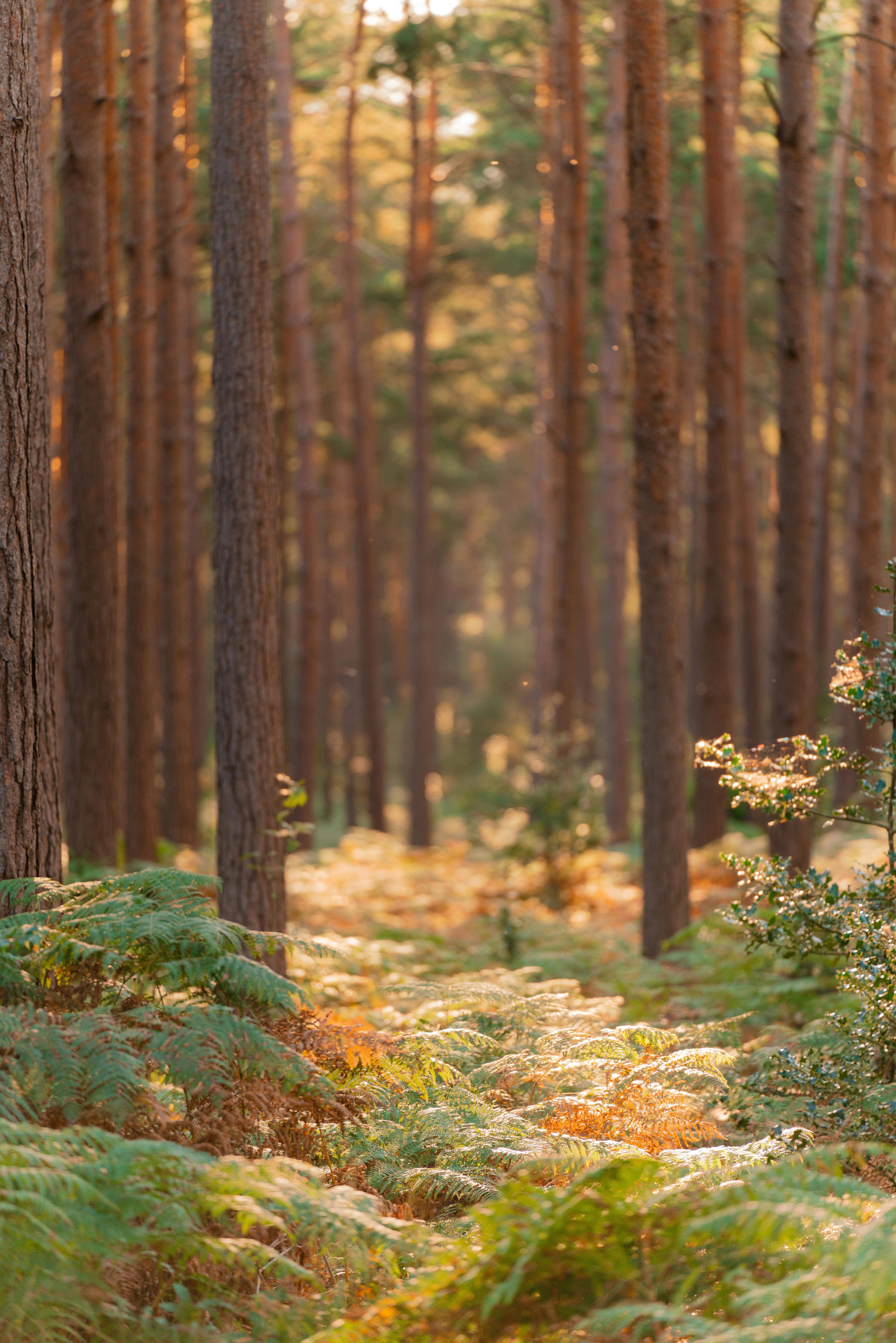 Forest Landscape with Ferns · Free Stock Photo