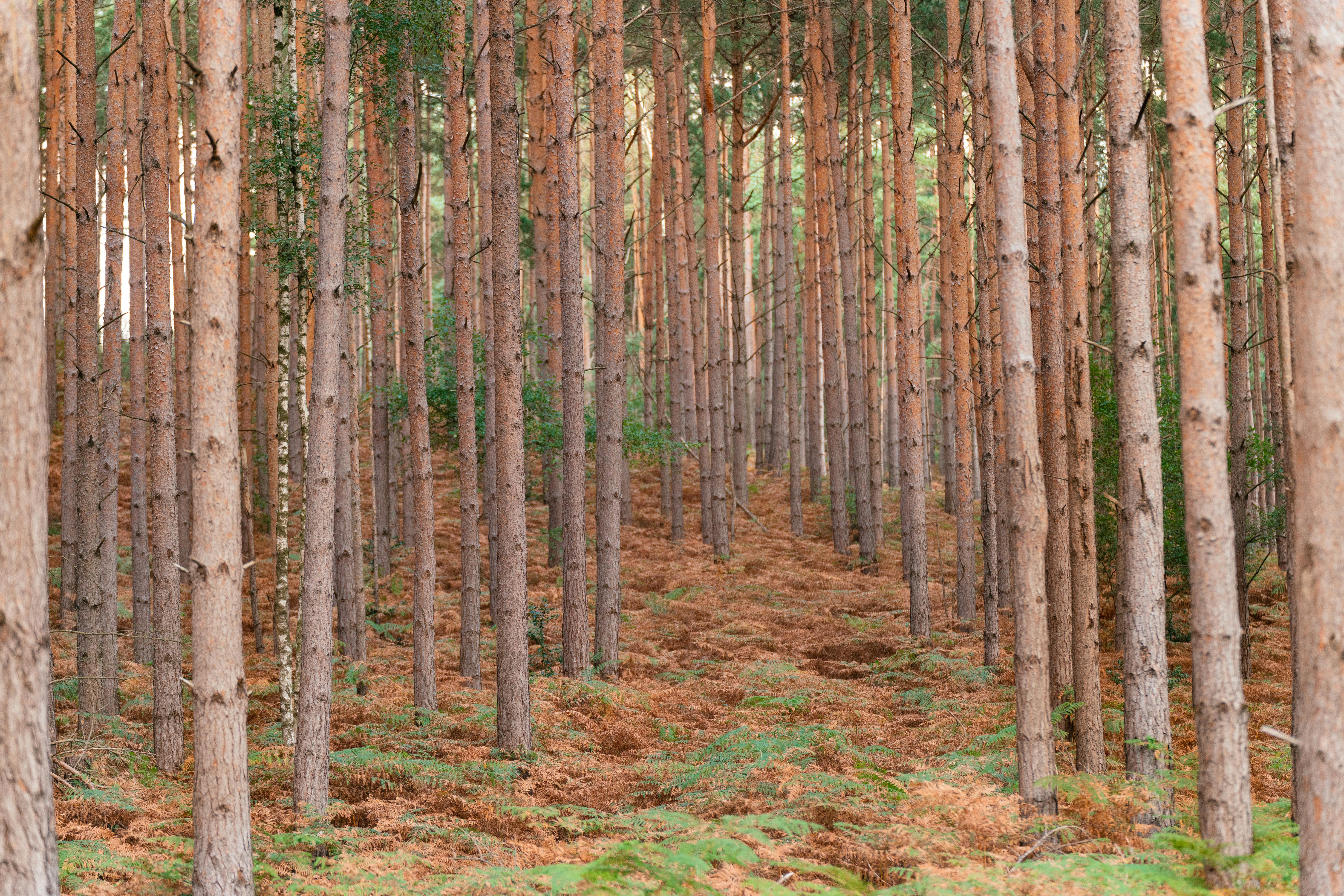 Tall Trees in the Forest · Free Stock Photo