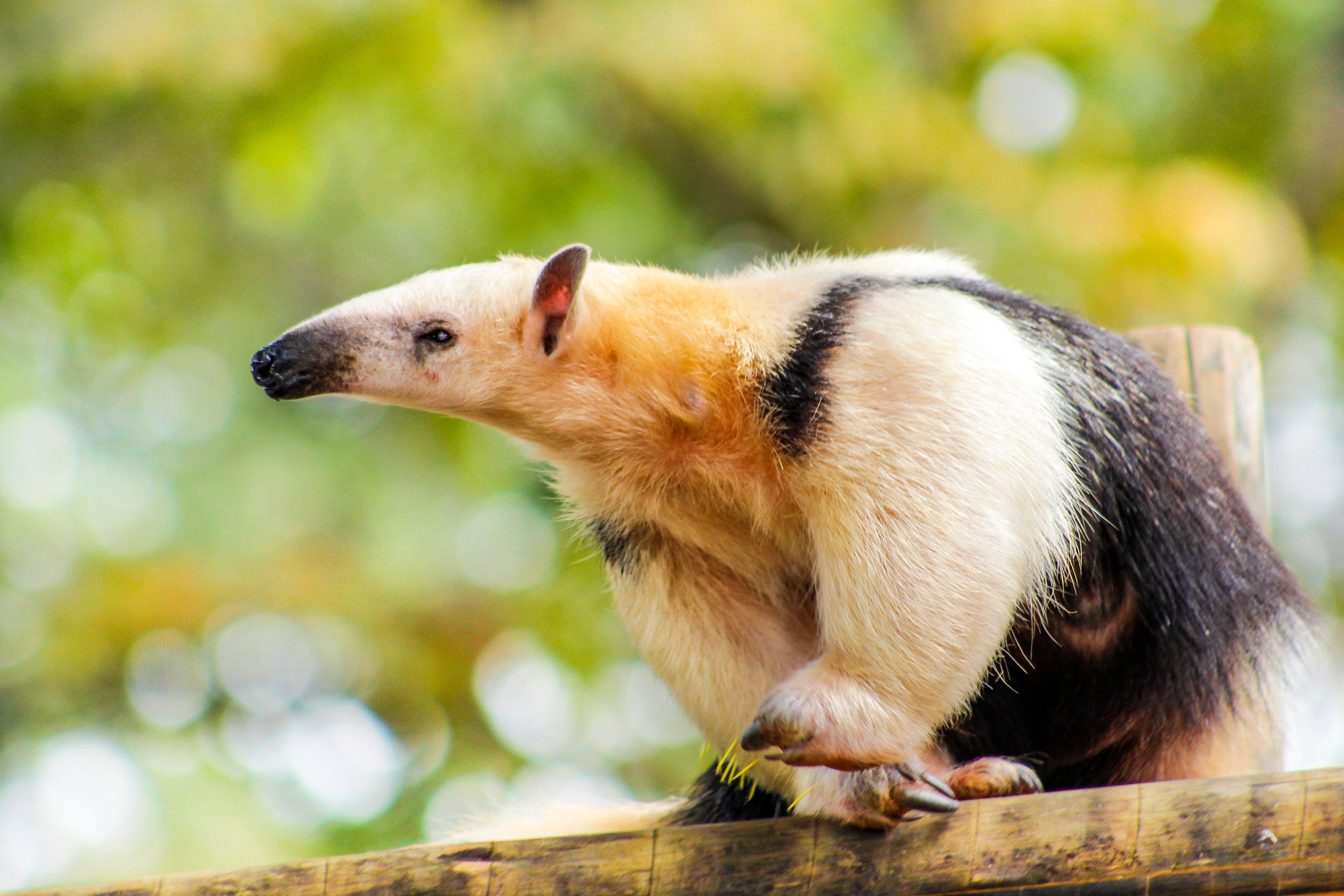 Foto profissional gratuita de animais selvagens, animal, bicho