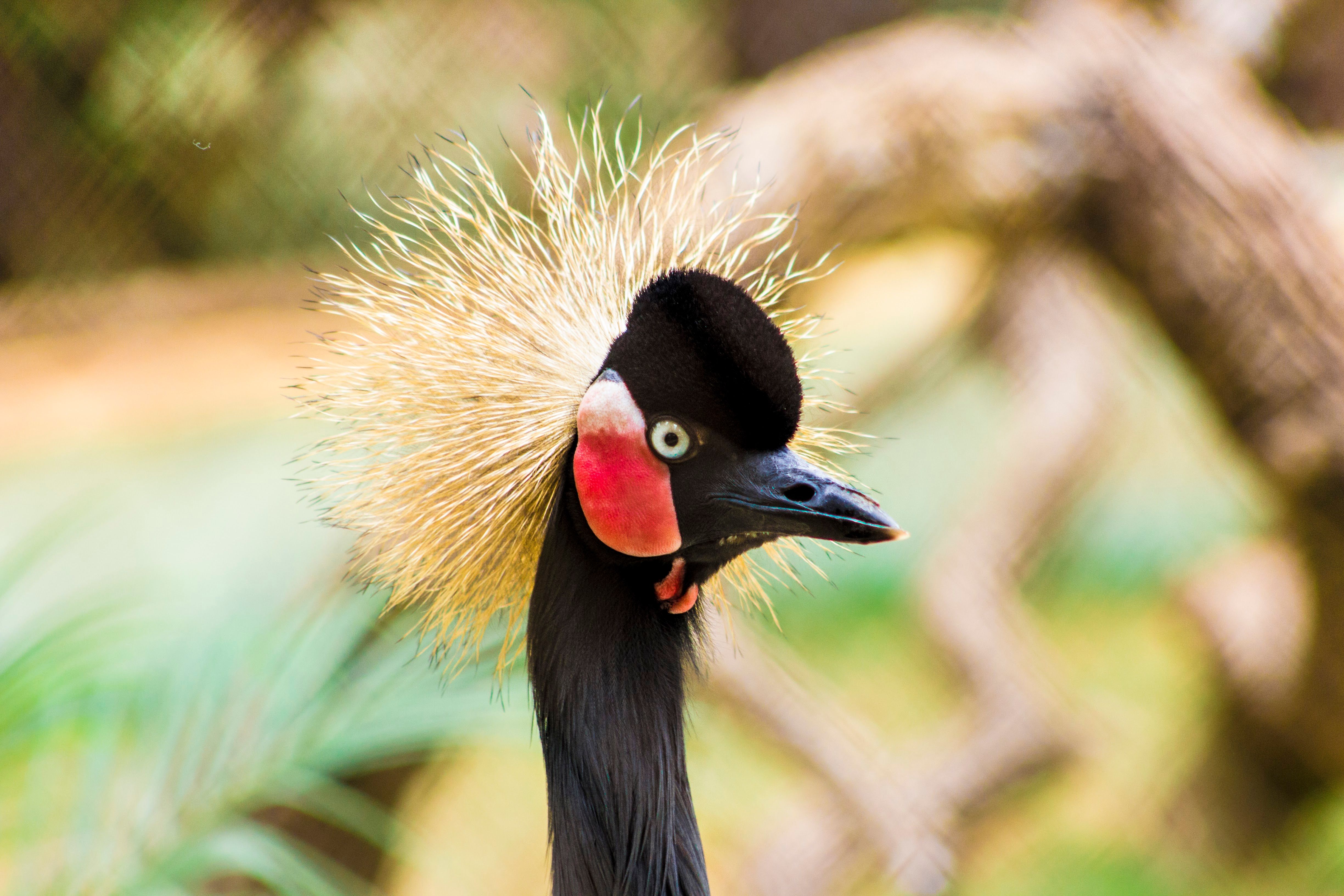 Ostrich Face during Daytime · Free Stock Photo