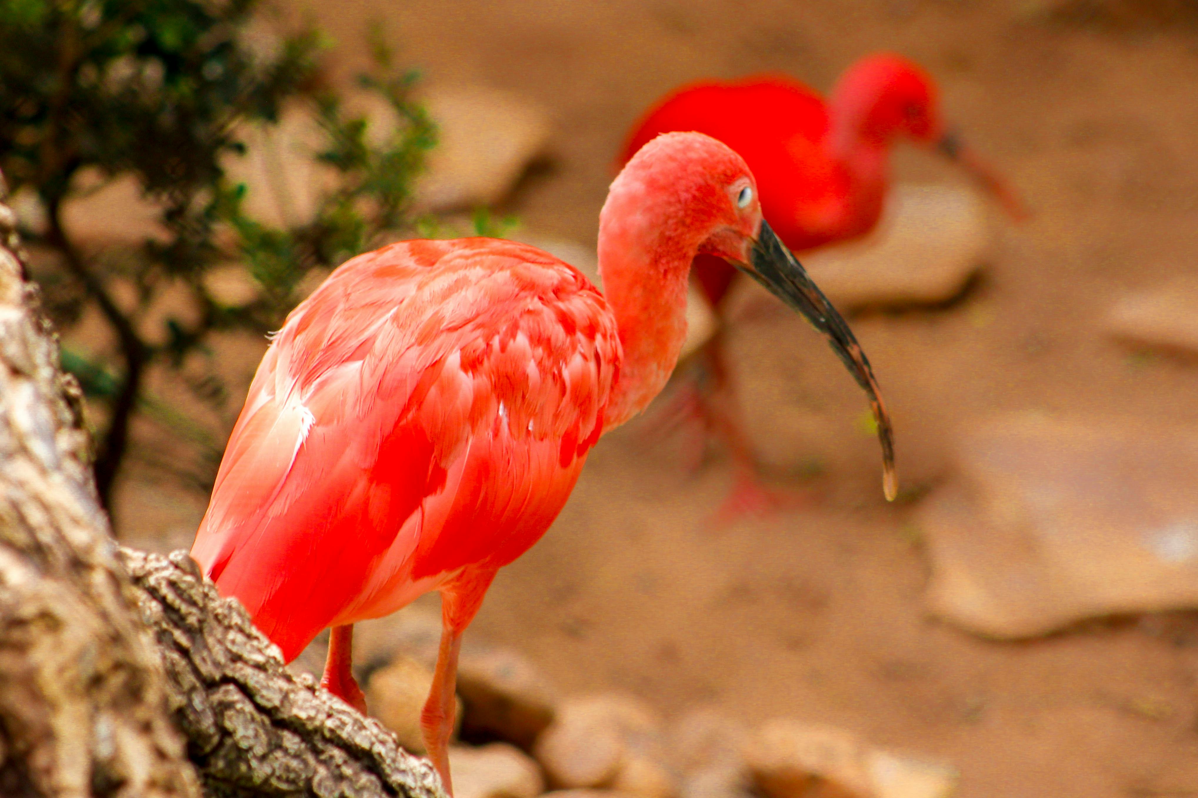 Scarlet Ibis · Free Stock Photo