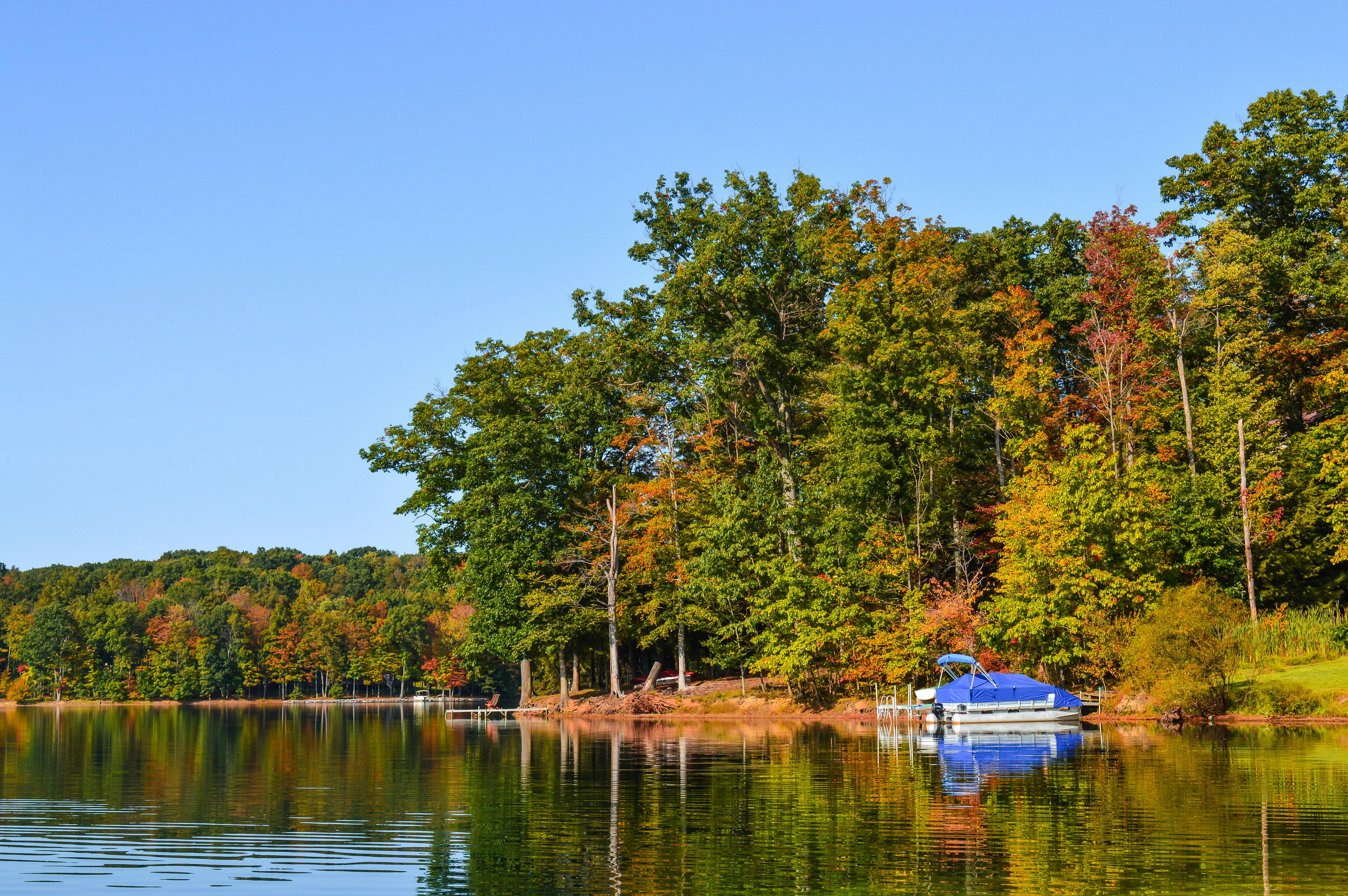 Green Trees Beside the Lake · Free Stock Photo