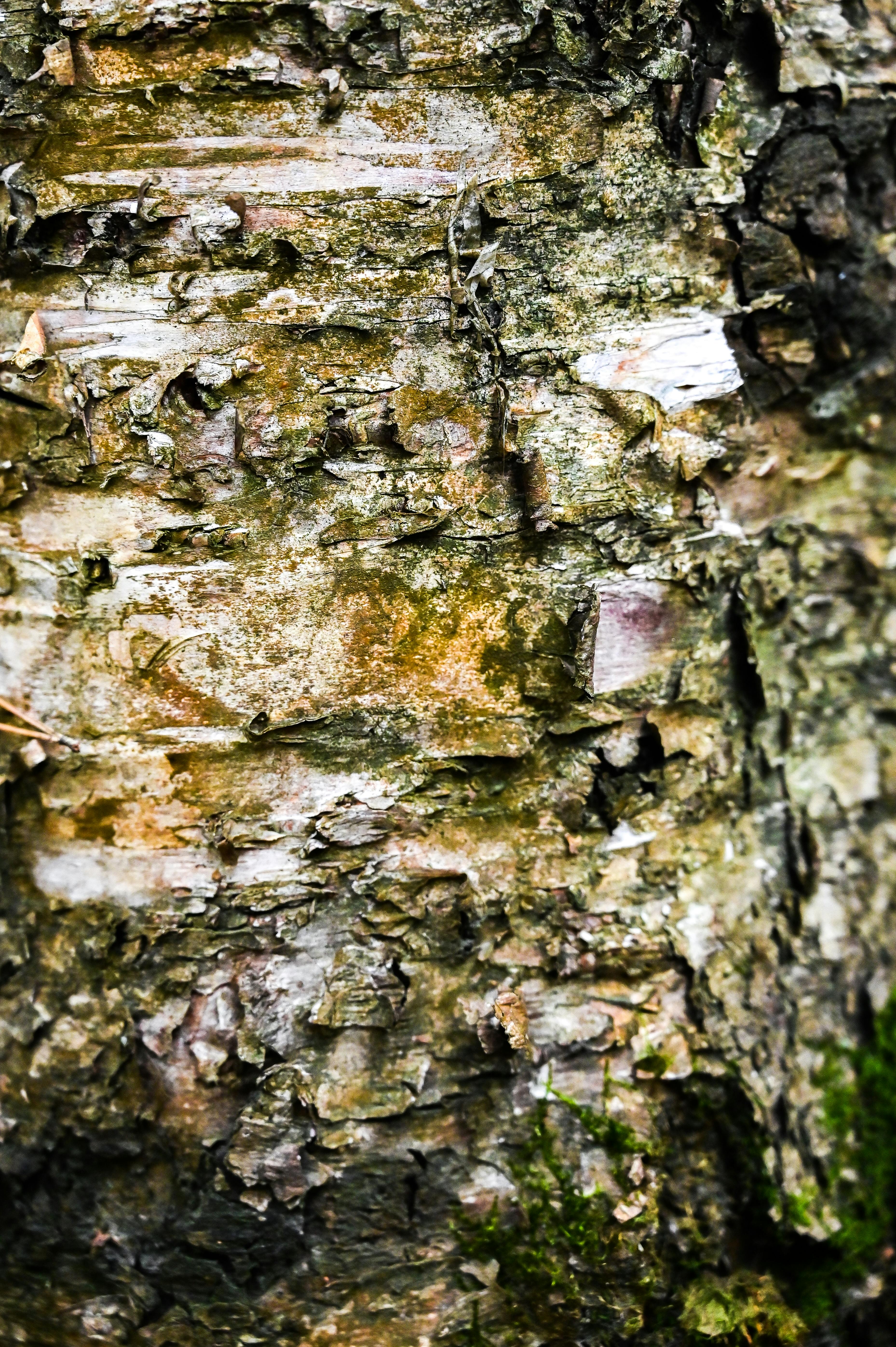 Pine Cone on Brown Tree Trunk · Free Stock Photo