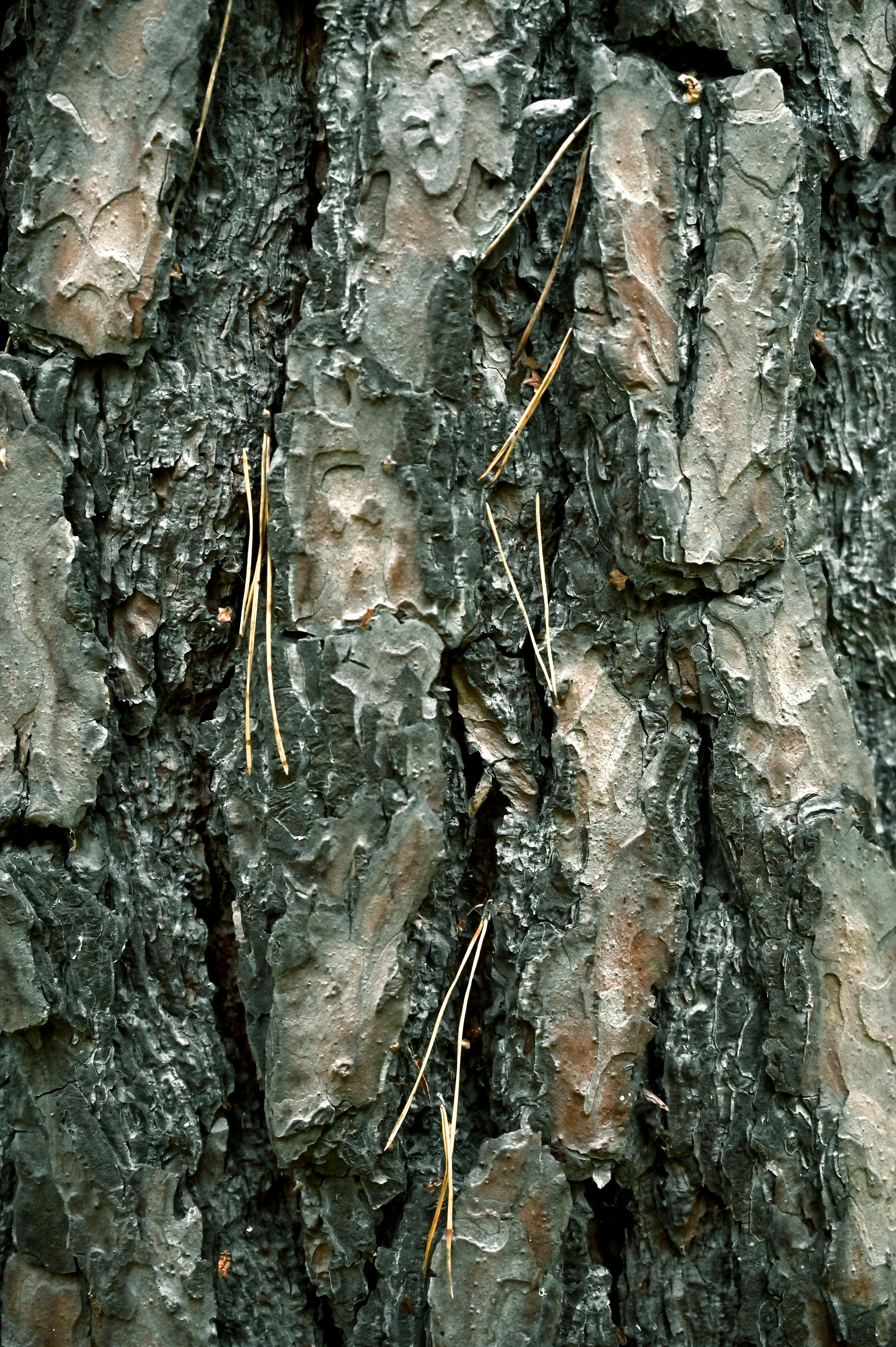 Tree Bark · Free Stock Photo