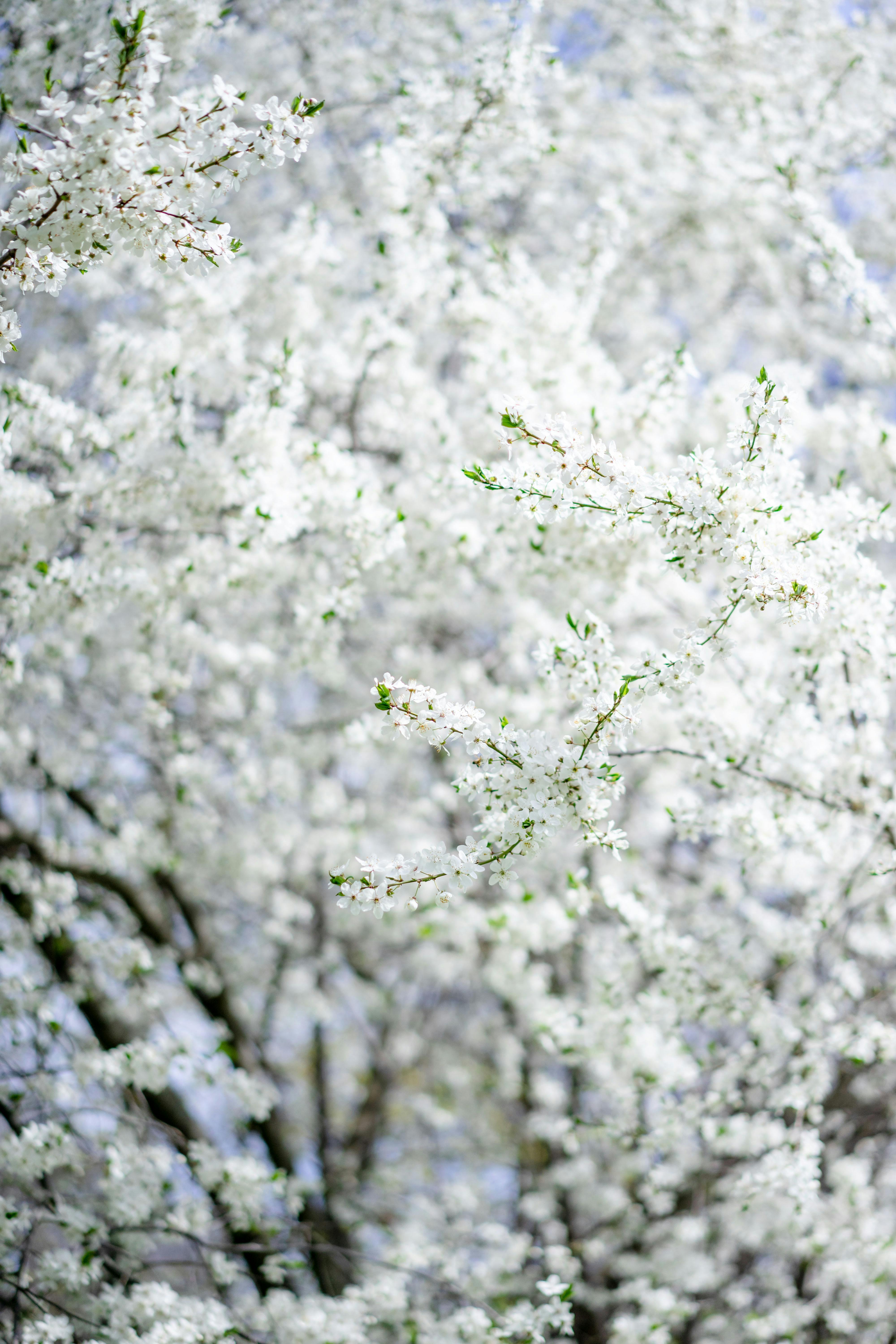 Blooming Tree Branches with Flowers · Free Stock Photo