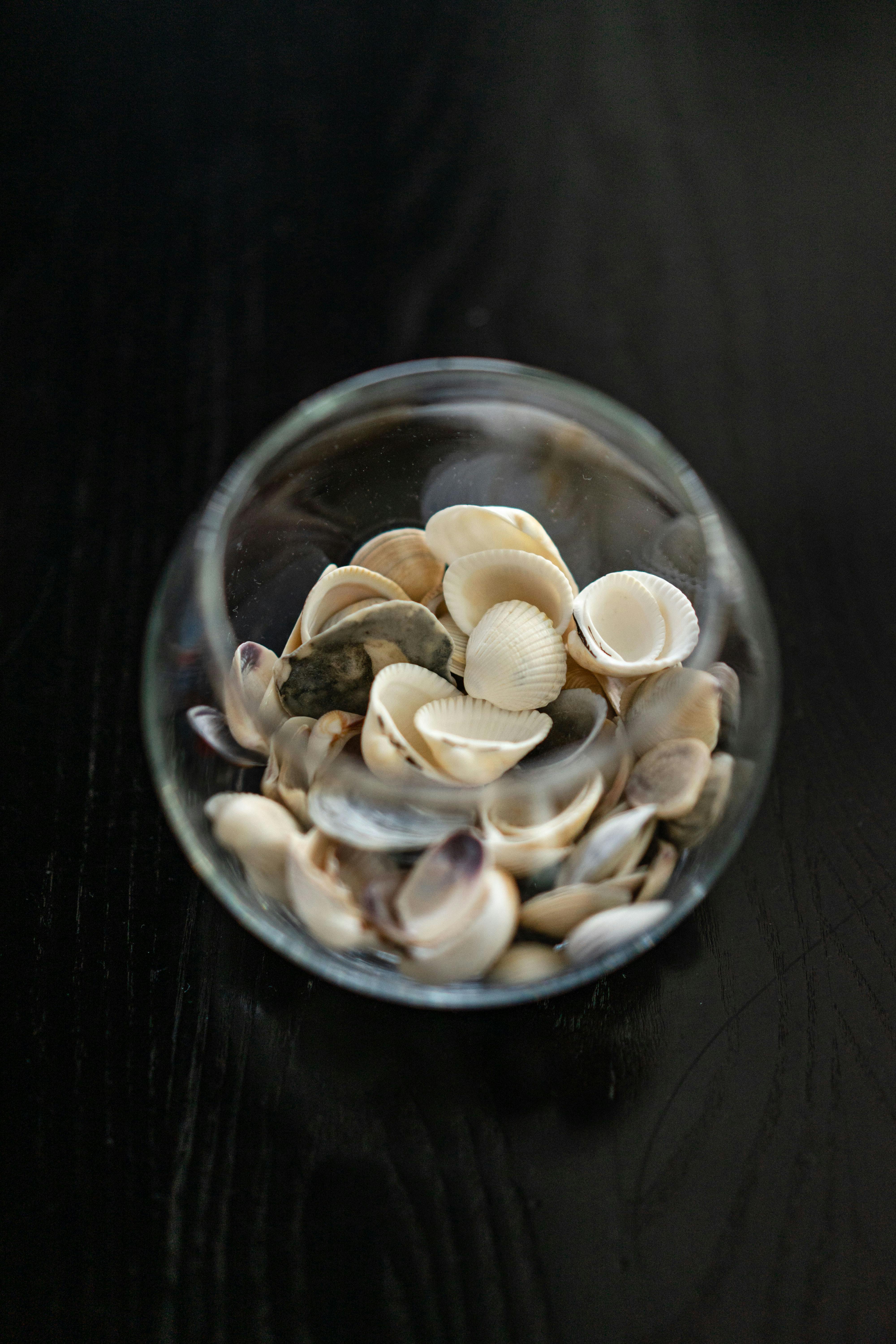 A Collection of Seashells in a Fishbowl · Free Stock Photo