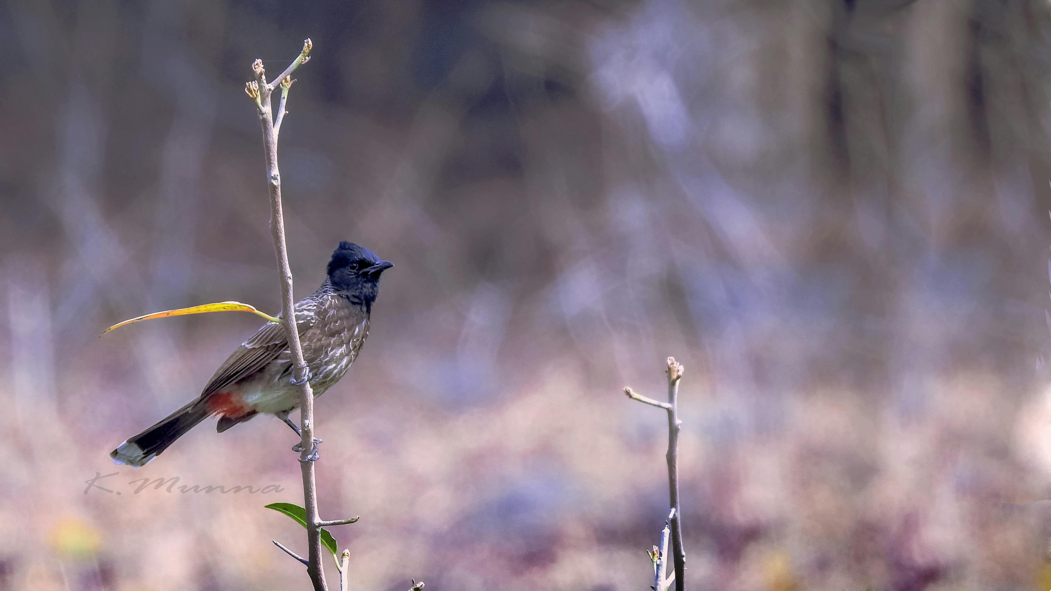 Free stock photo of sunbird