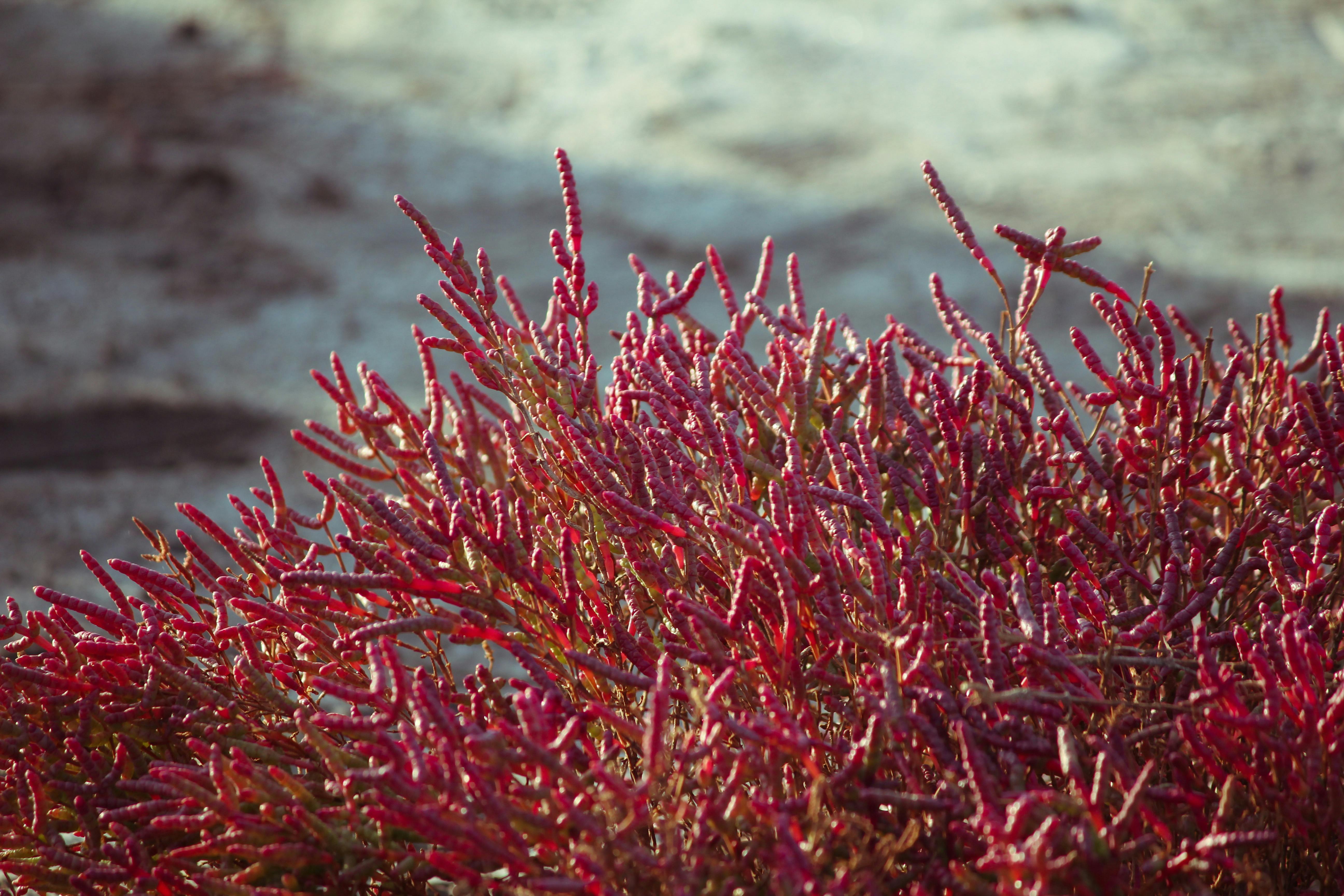 Alice Silver - Photography